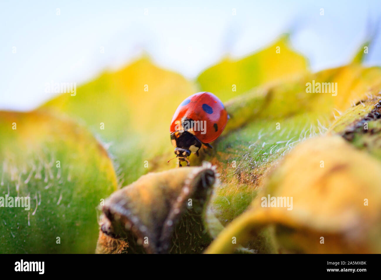 Macro of ladybug on a blade of grass in the morning sun Stock Photo - Alamy