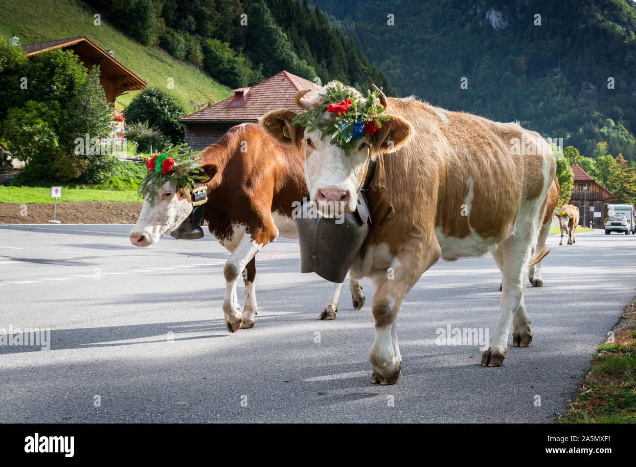 cows on the annual transhumance at Charmey near Gruyeres, Fribourg zone ...