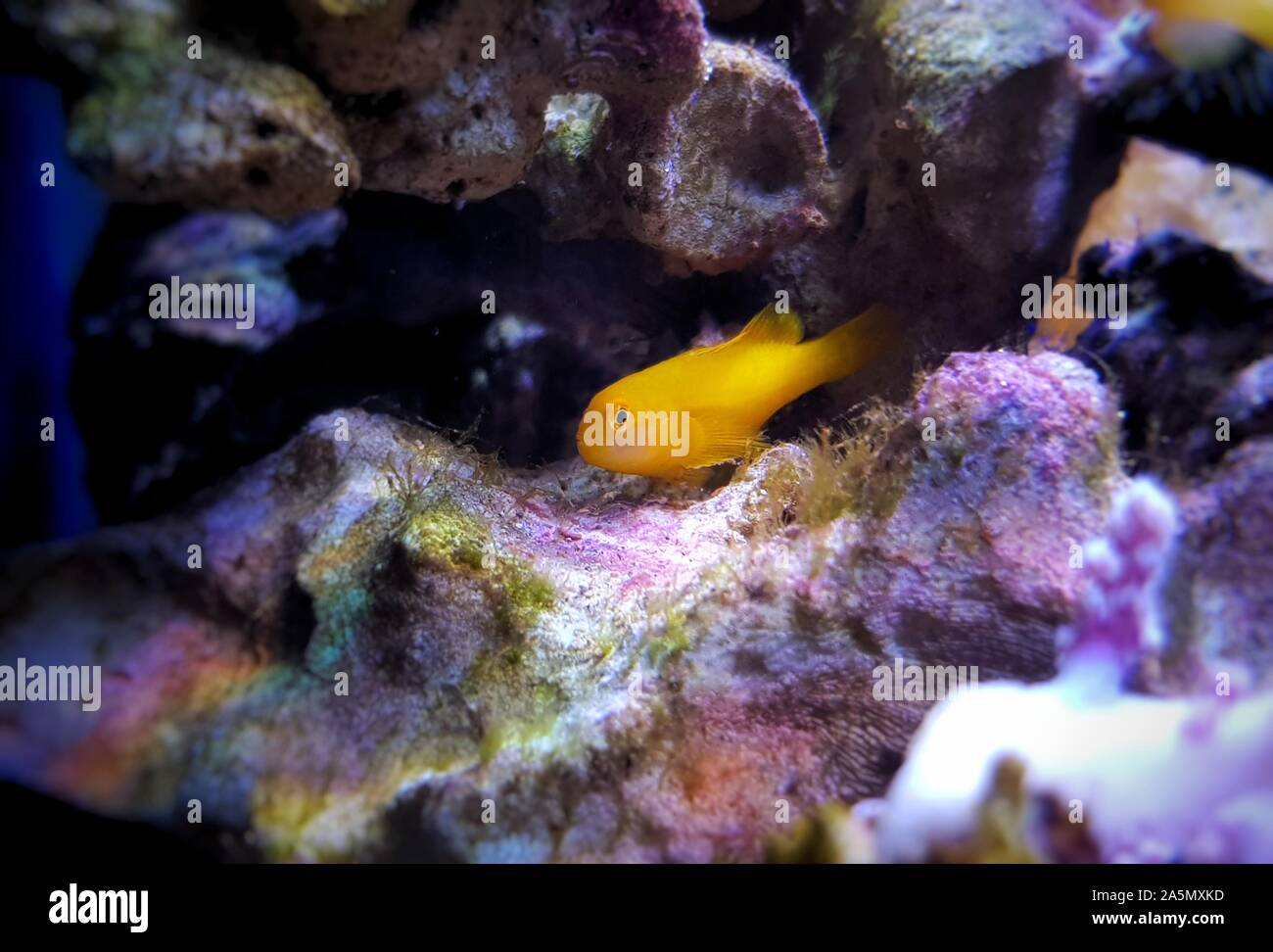 Yellow clown goby - Gobiodon okinawae Stock Photo - Alamy