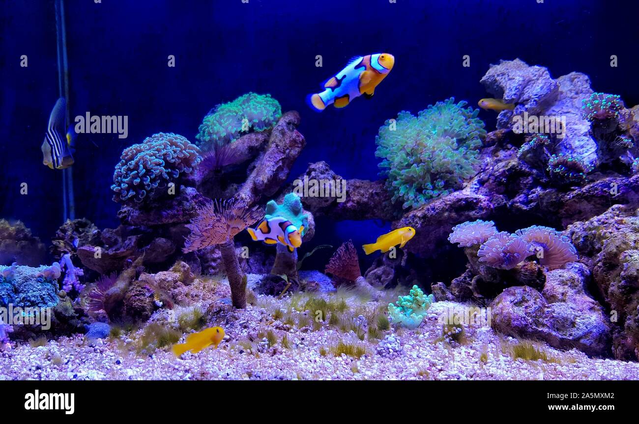 Aquarium tank hi-res stock photography and images - Alamy