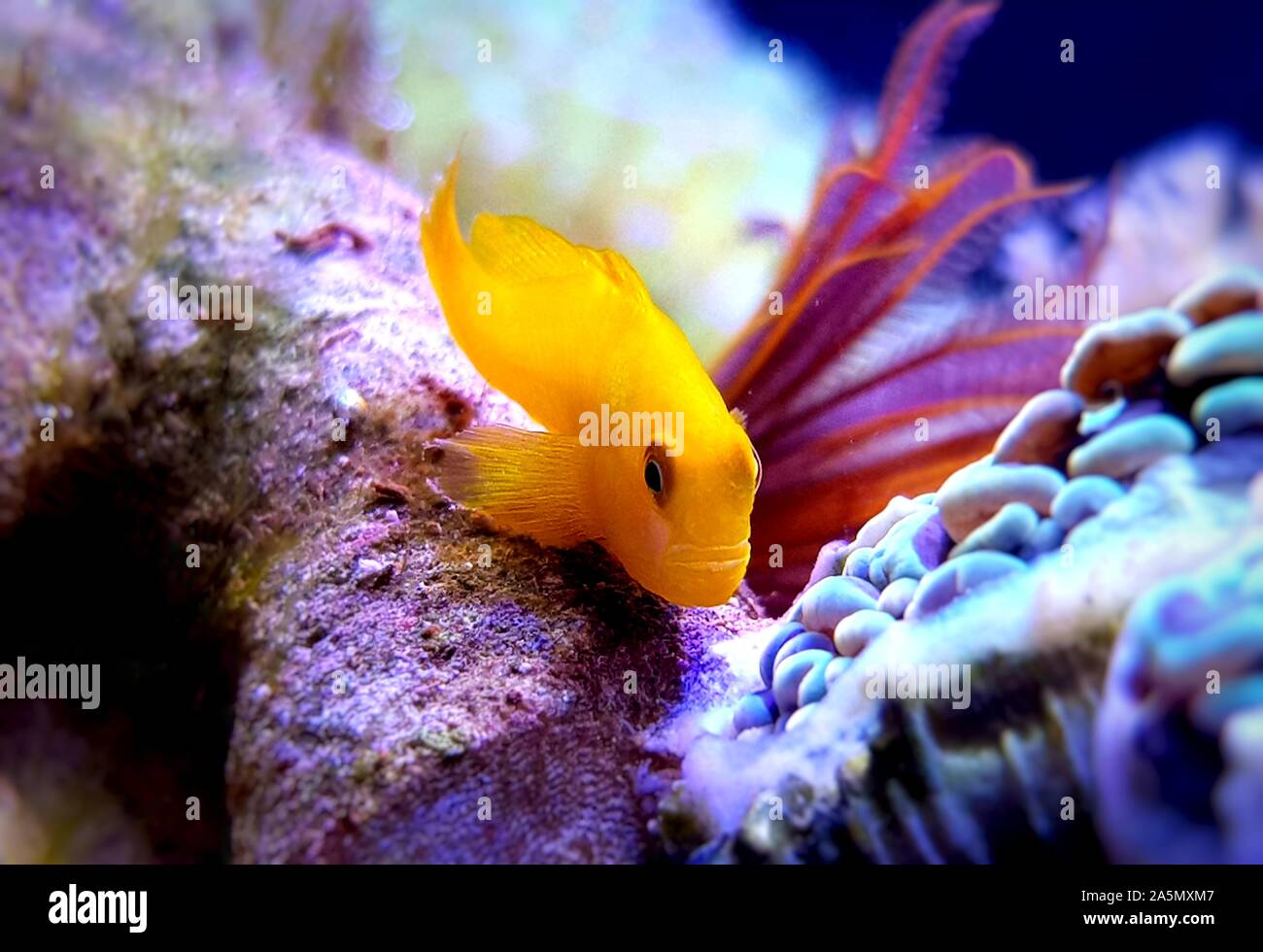 Yellow clown goby - Gobiodon okinawae Stock Photo - Alamy