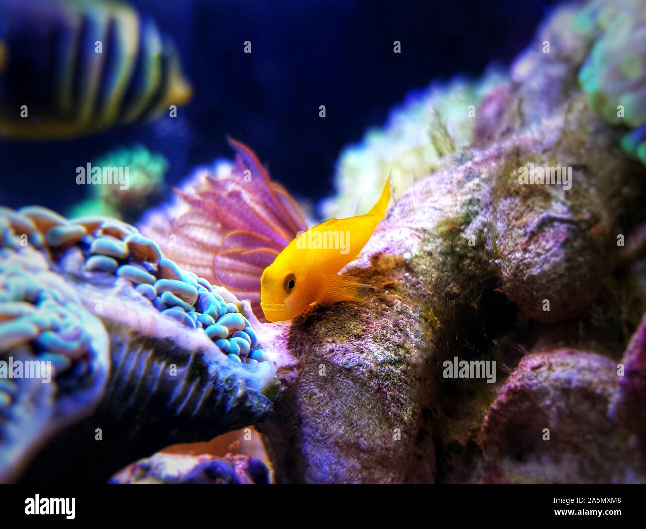 Yellow clown goby - Gobiodon okinawae Stock Photo - Alamy