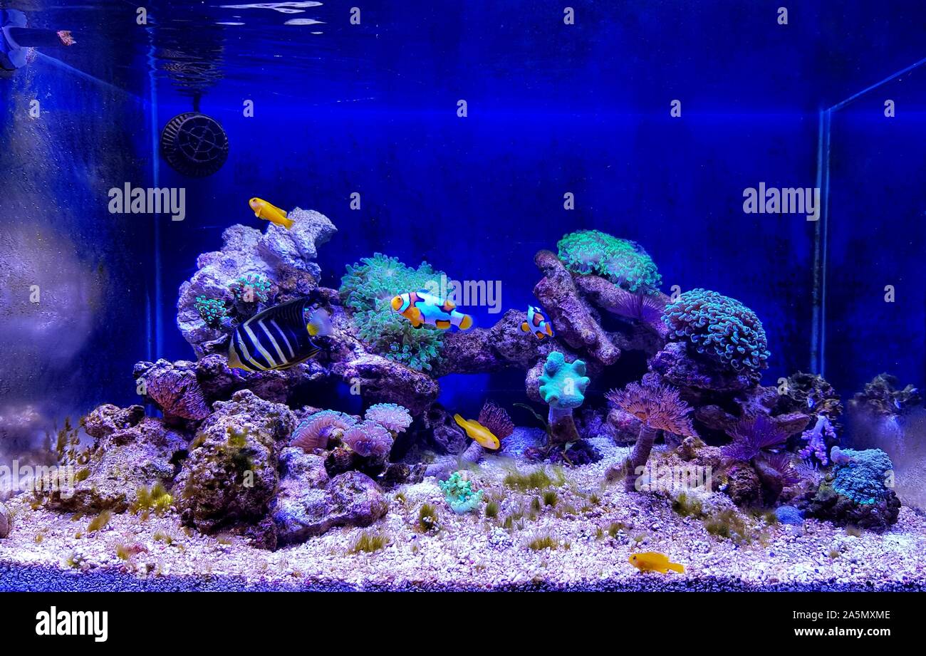 Coral reef saltwater aquarium tank scene Stock Photo - Alamy