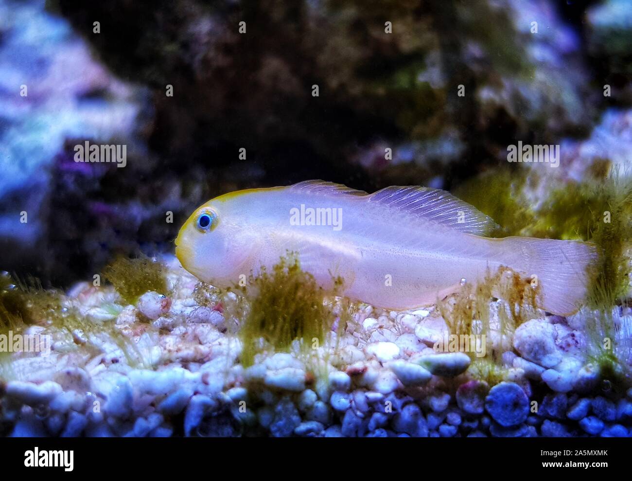 Yellow clown goby - Gobiodon okinawae Stock Photo - Alamy