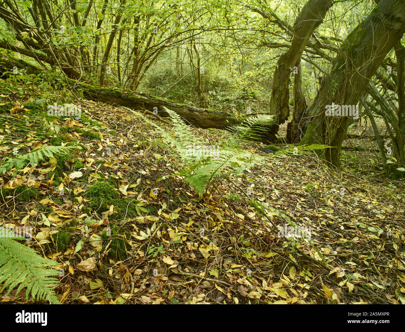 Illustrating Natures chaos with natural environment portraits Stock ...