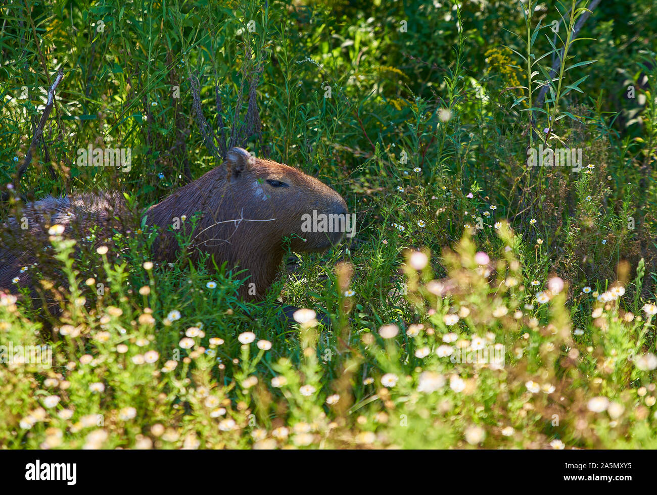 Capybara rainforest hi-res stock photography and images - Alamy