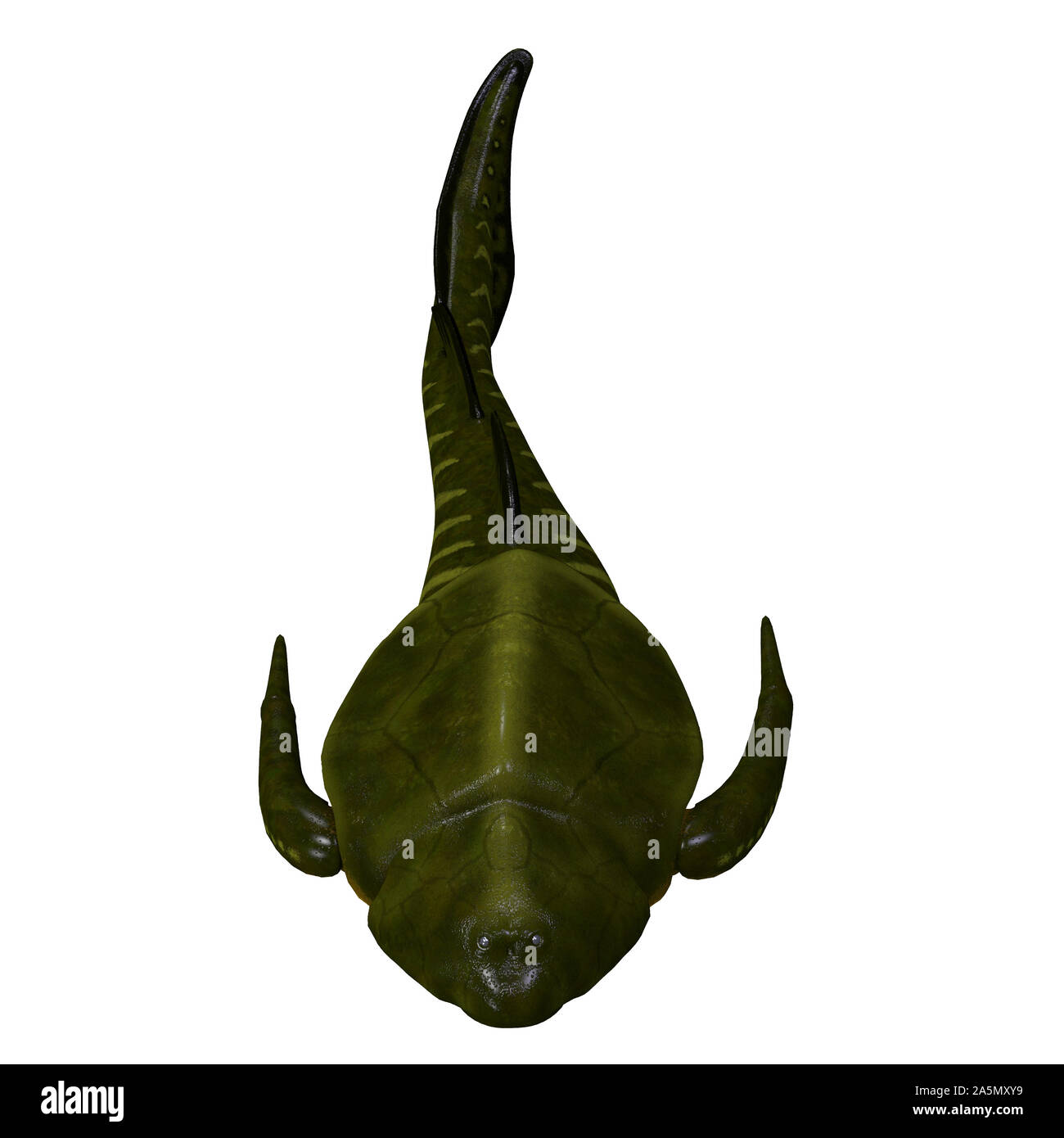 Bothriolepis was a placoderm carnivorous marine fish that lived during ...