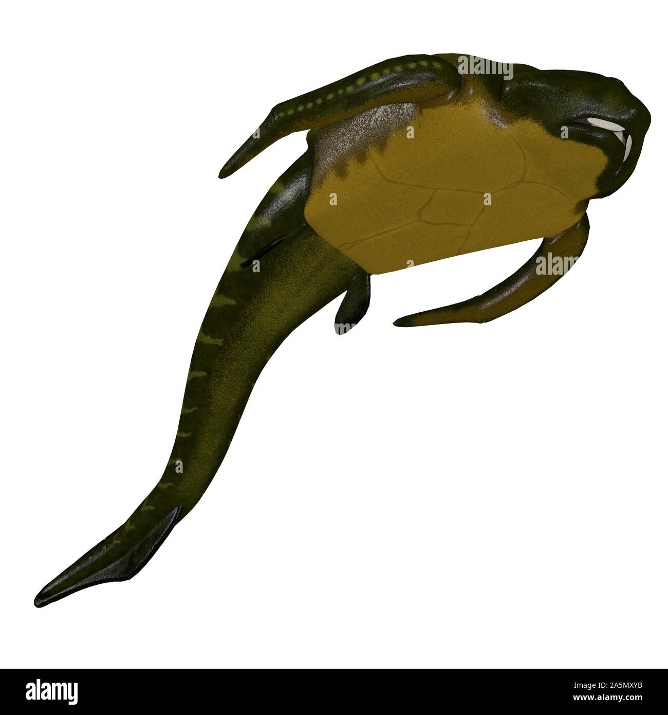 Devonian fish hi-res stock photography and images - Alamy