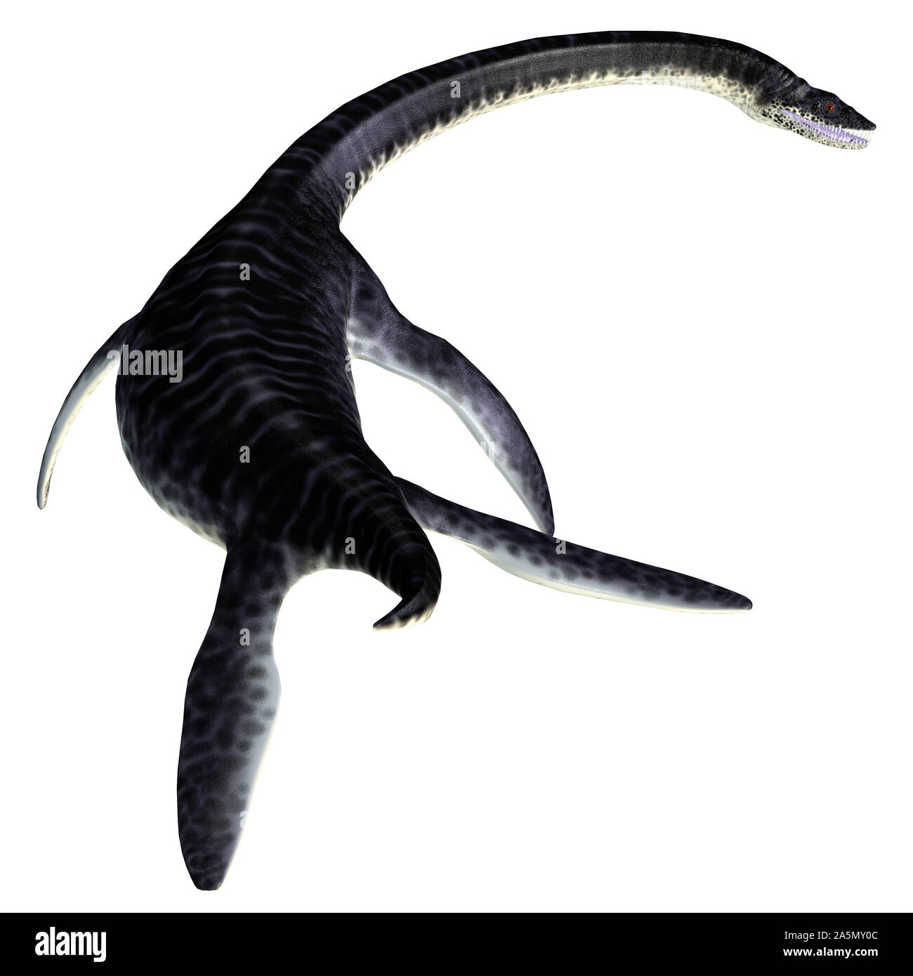 Plesiosaurus hi-res stock photography and images - Alamy
