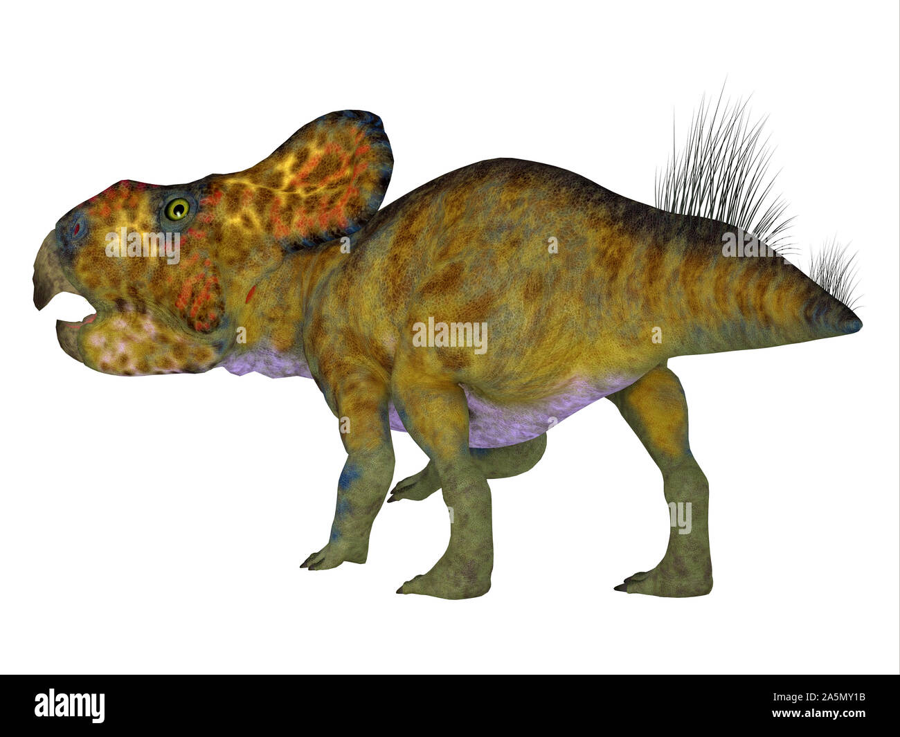 Protoceratops protoceratops hi-res stock photography and images - Alamy
