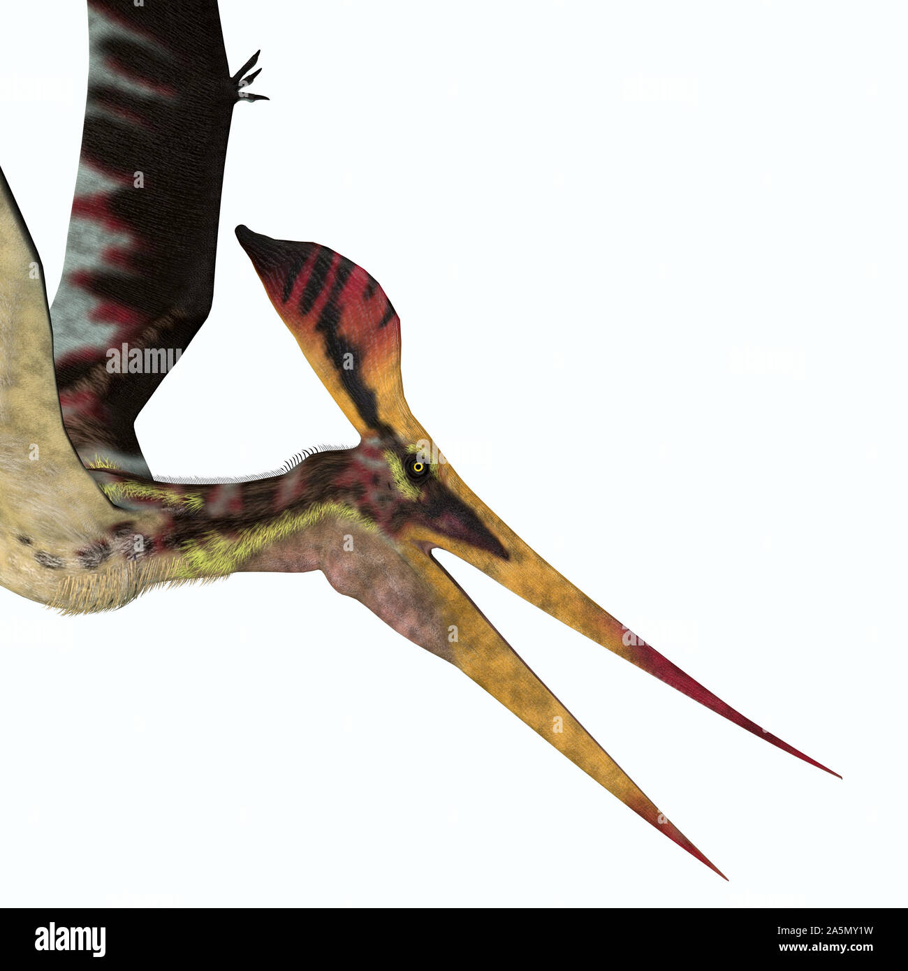 Pteranodon was a carnivorous Pterosaur bird of prey that lived in North ...
