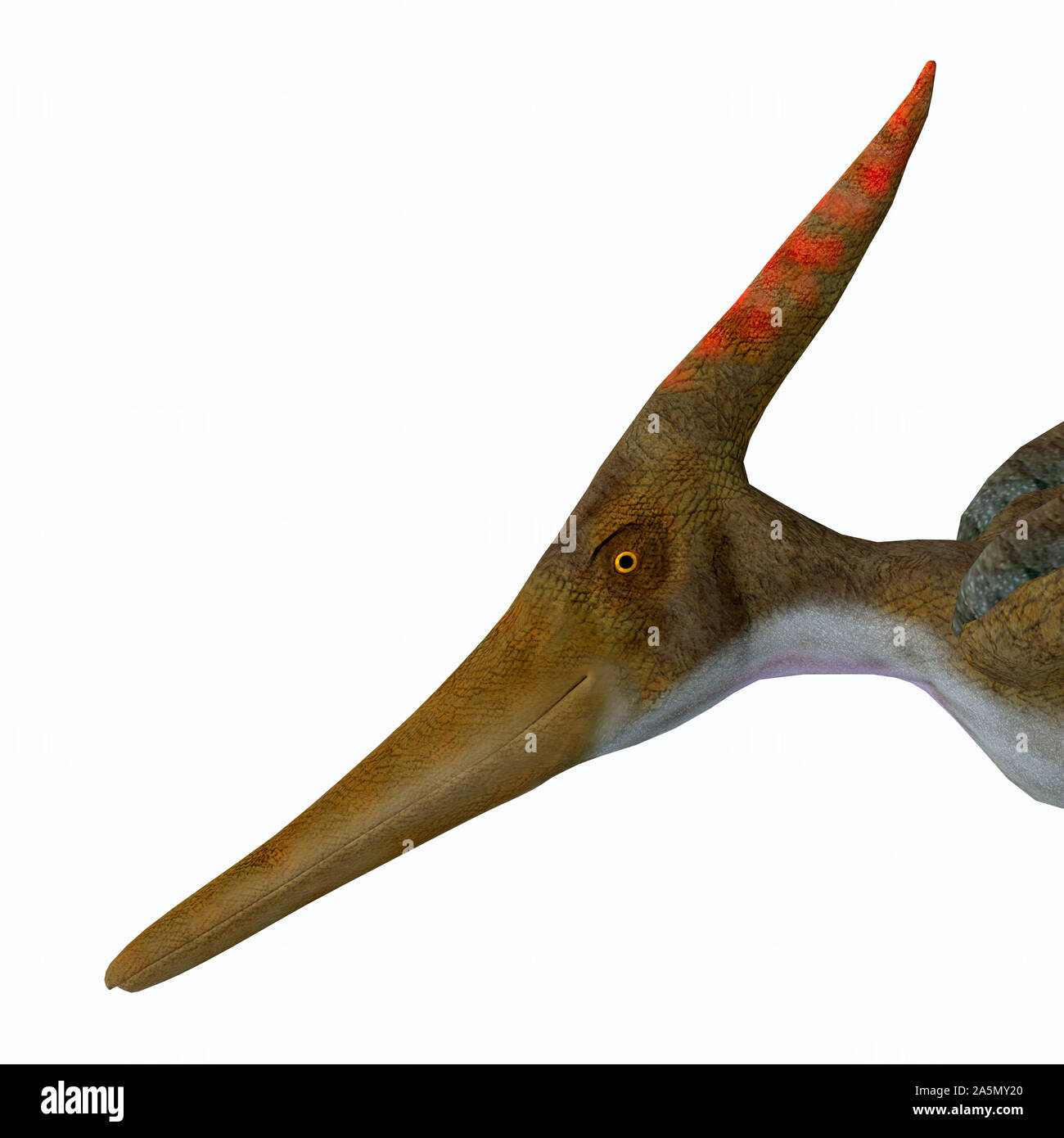 Pteranodon hi-res stock photography and images - Alamy
