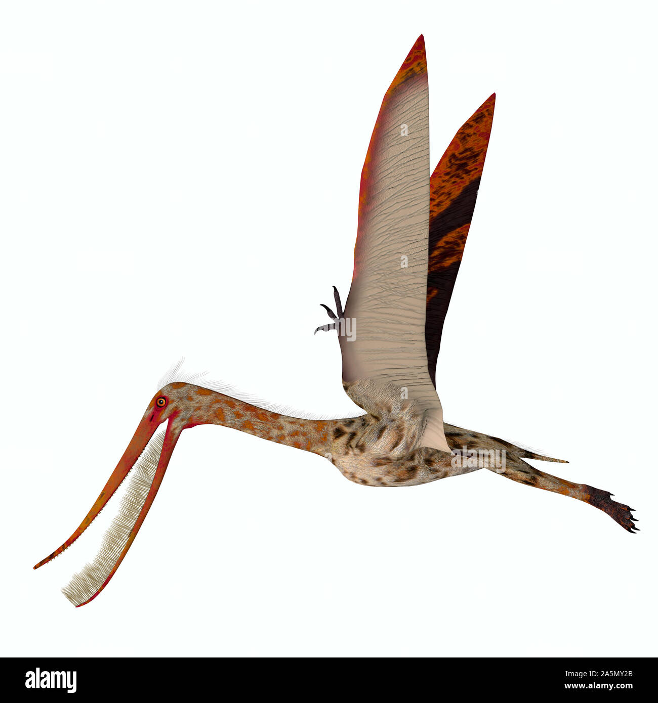 Pterodaustro was a carnivorous predatory bird that lived in South ...
