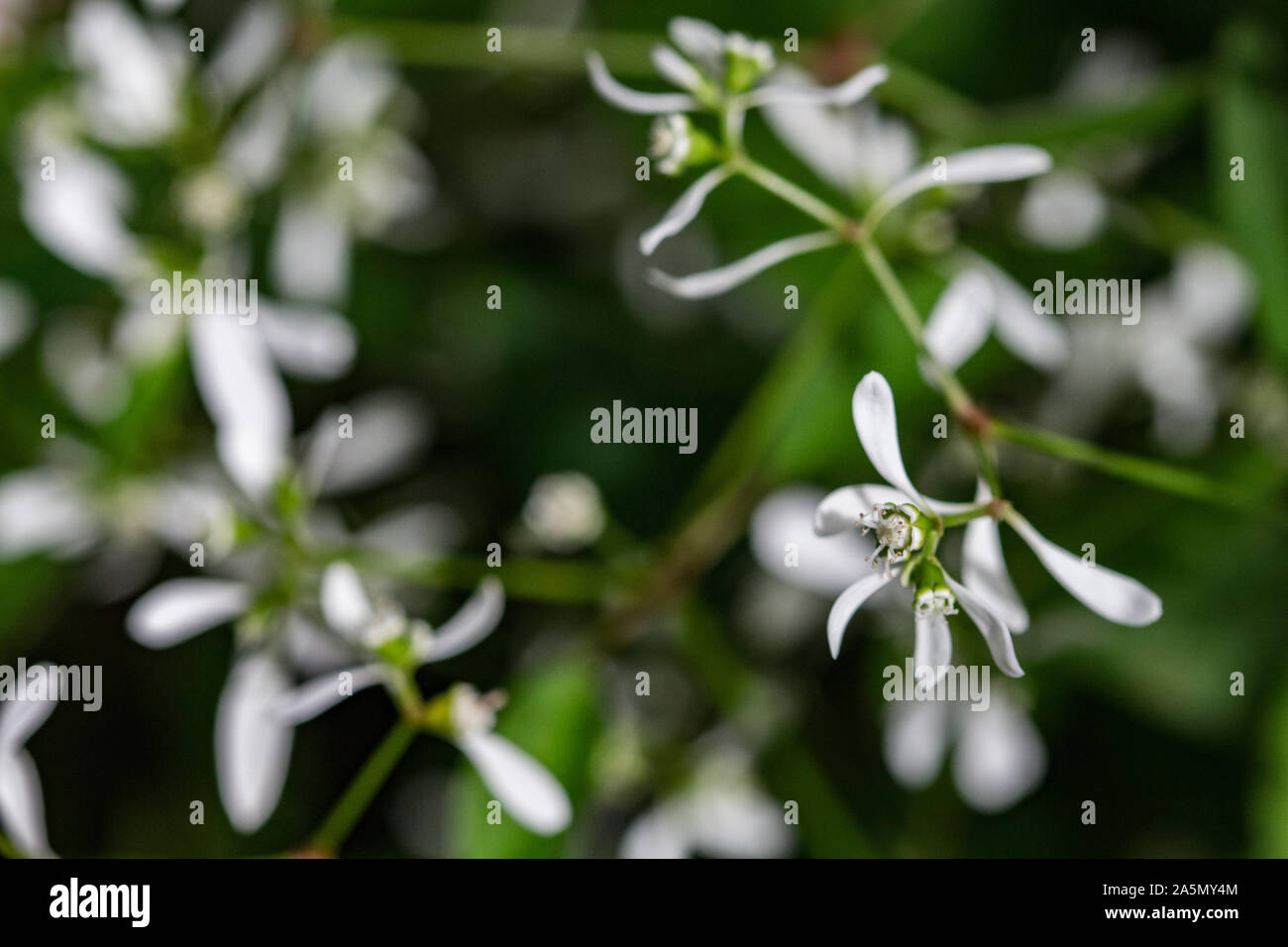 Ball shaped flowers hi-res stock photography and images - Alamy