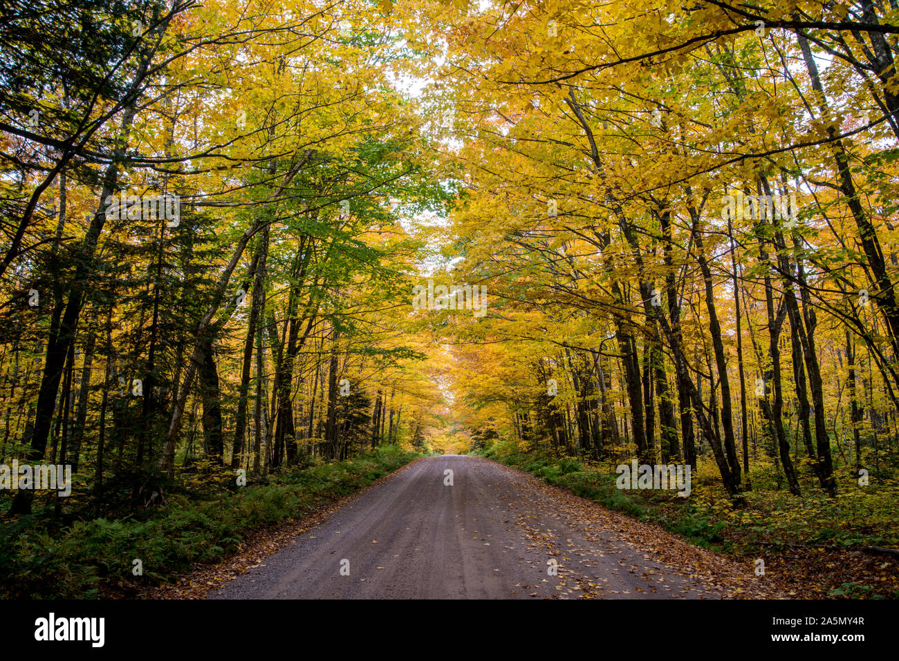 Tofte, Minnesota. Superior National forest. Heartbreak Hill. This is ...