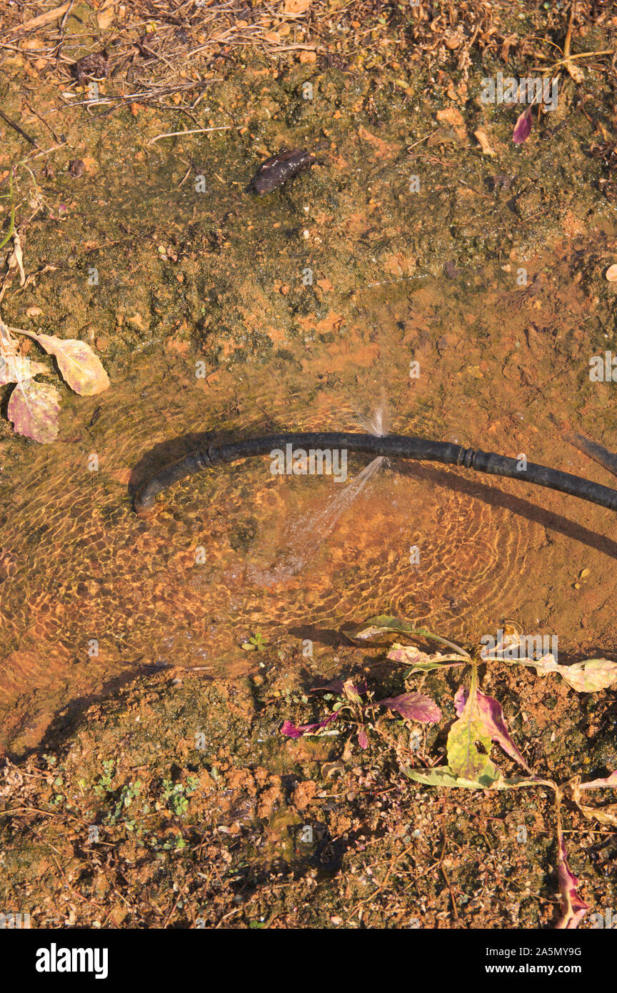 Drip irrigation tubing with holes hi-res stock photography and images ...