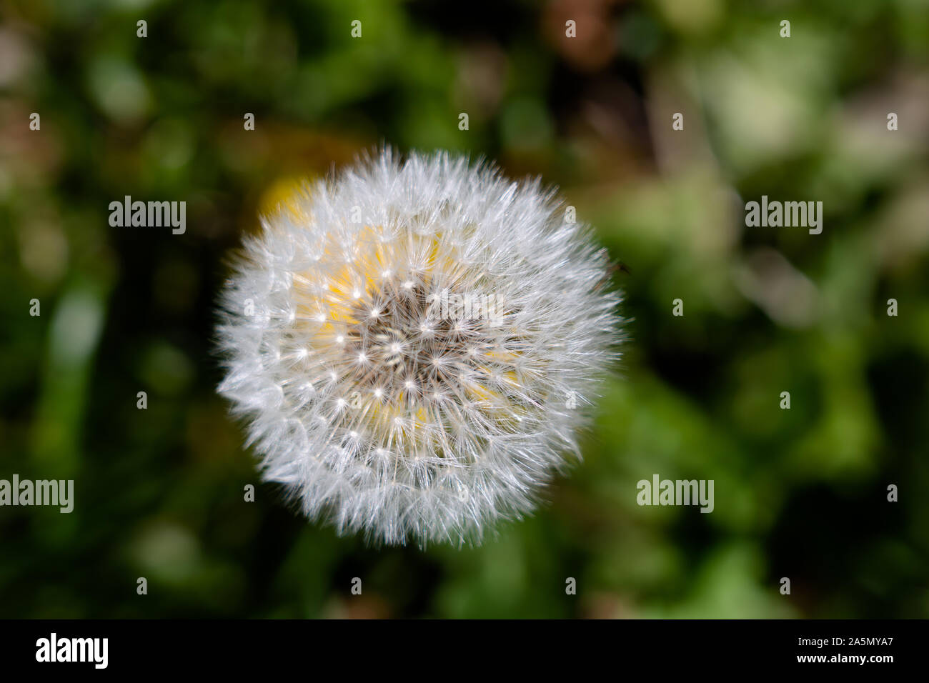 Close Up Dandelion Seed Pod High Resolution Stock Photography and ...