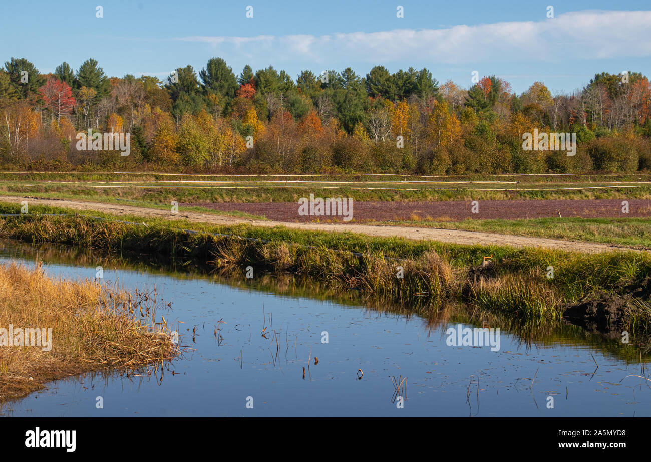 Cranberry Marsh in Ontario in autumn Stock Photo - Alamy