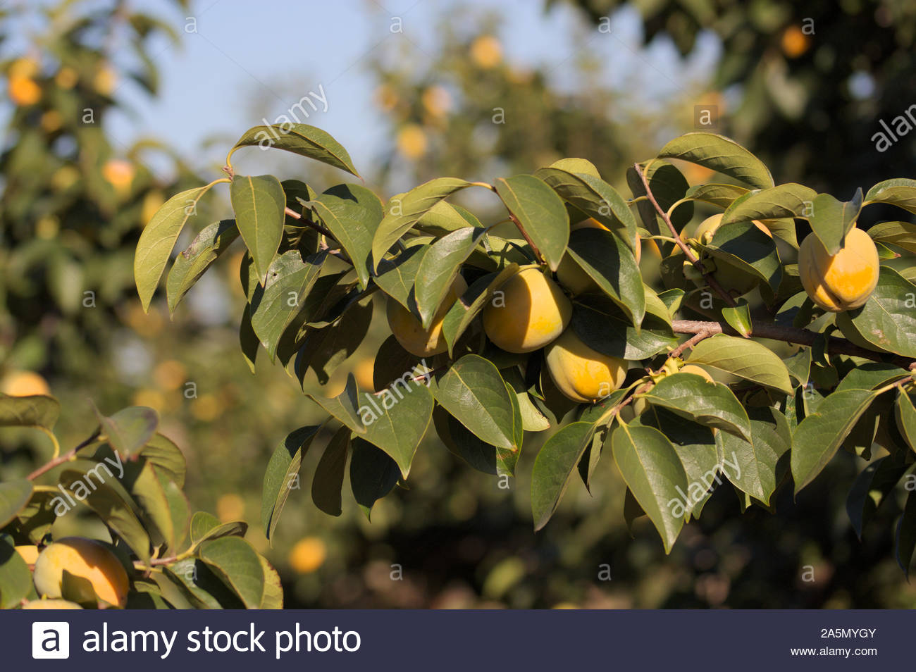 Chinese Rubber Tree High Resolution Stock Photography and Images - Alamy