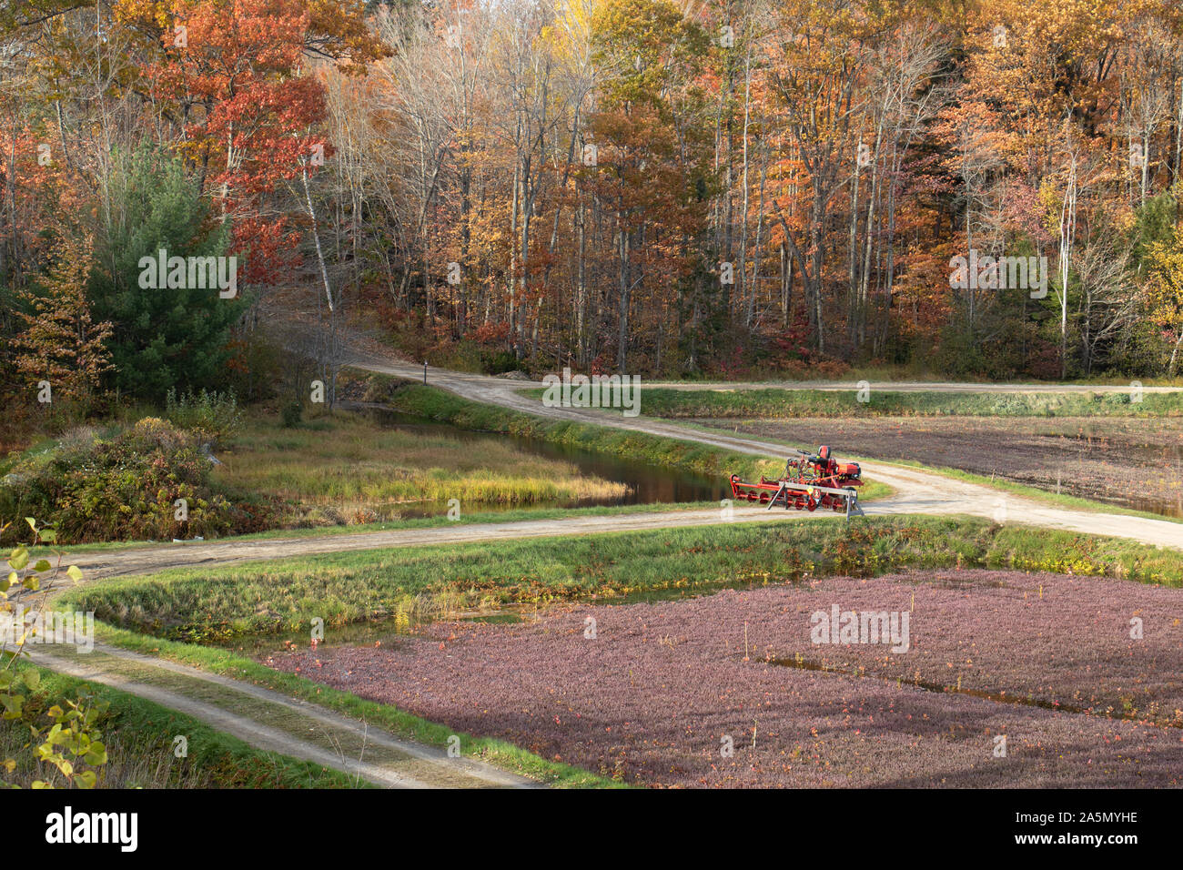 Cranberry Marsh in Ontario in autumn Stock Photo - Alamy