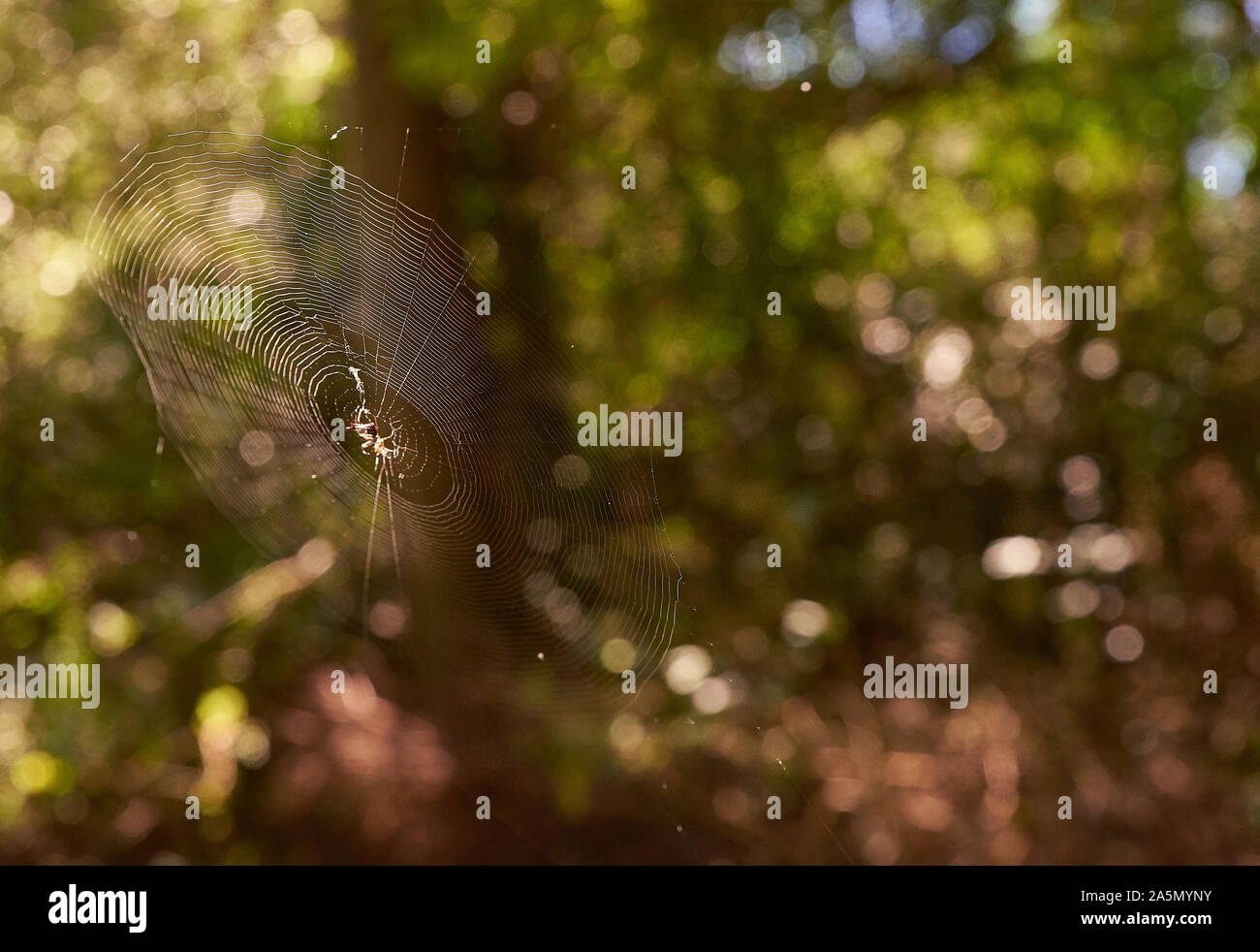 Native spiders hi-res stock photography and images - Alamy