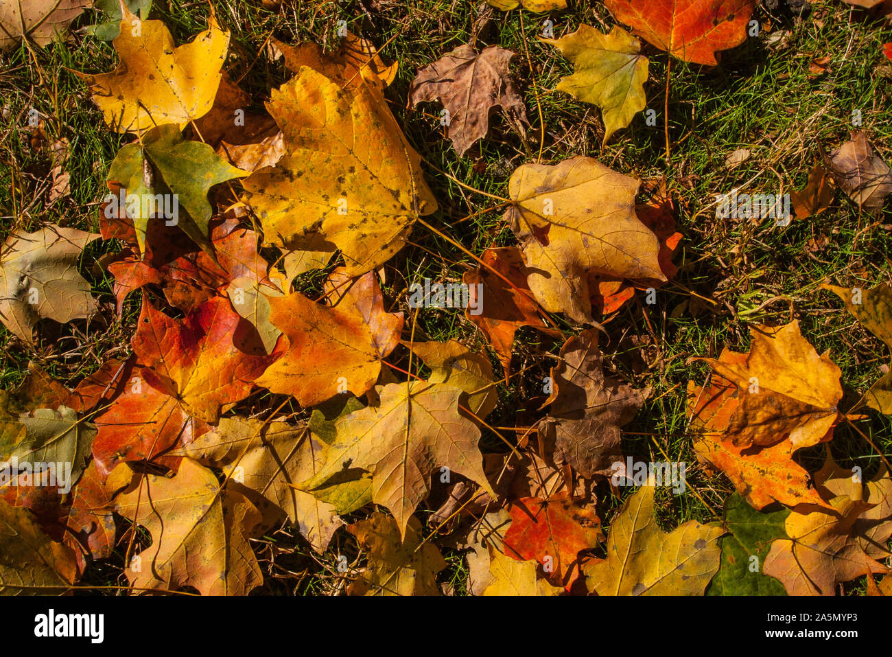 Fallen fantasy hi-res stock photography and images - Alamy