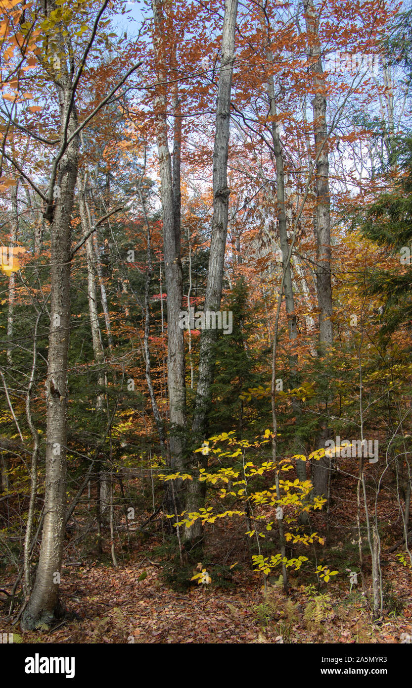 Fall foliage diversity hi-res stock photography and images - Alamy