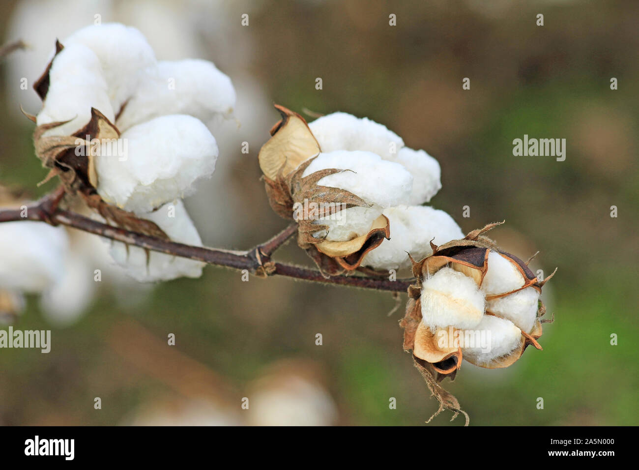 Cotton flower hi-res stock photography and images - Alamy