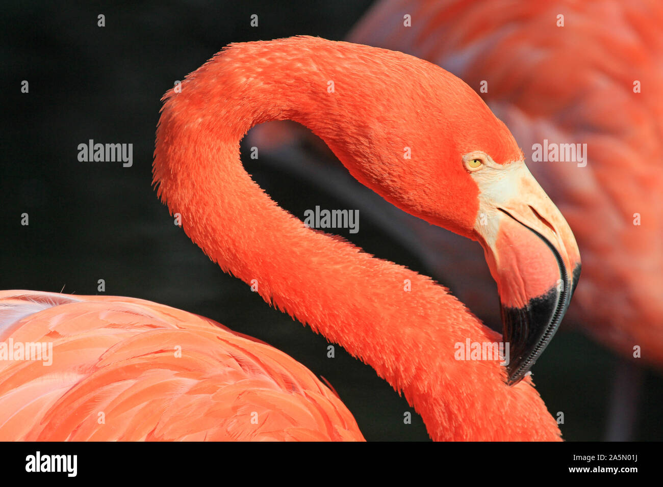 Sinuous neck hi-res stock photography and images - Alamy