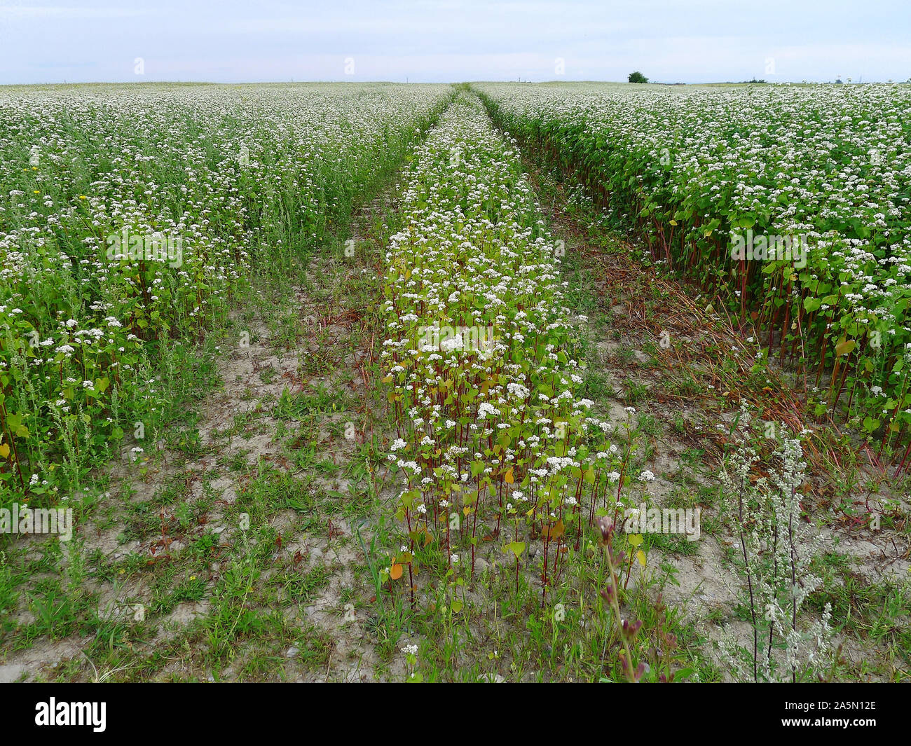 Traditional agriculture hi-res stock photography and images - Alamy