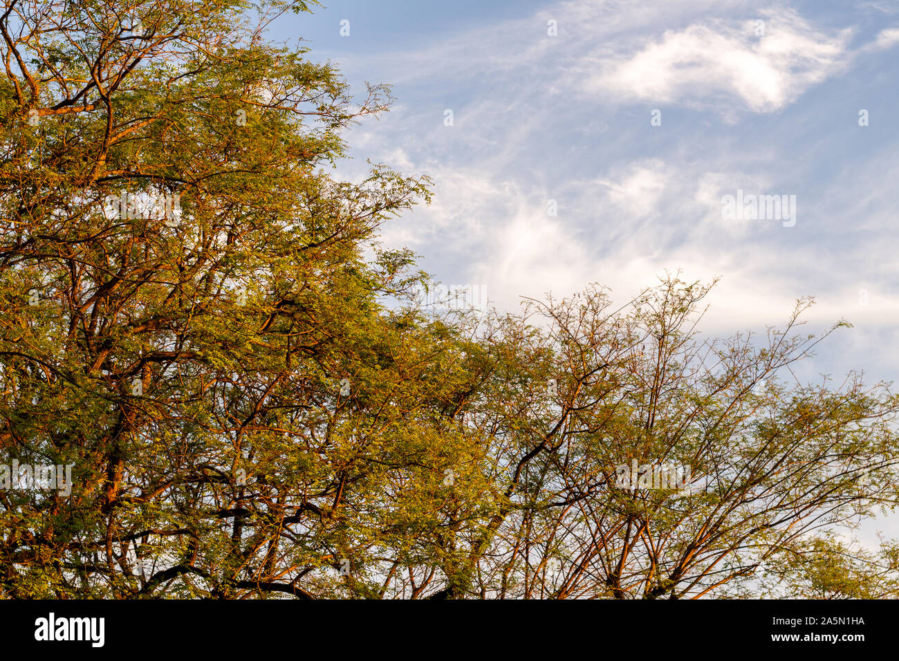 Spring tree colors hi-res stock photography and images - Alamy