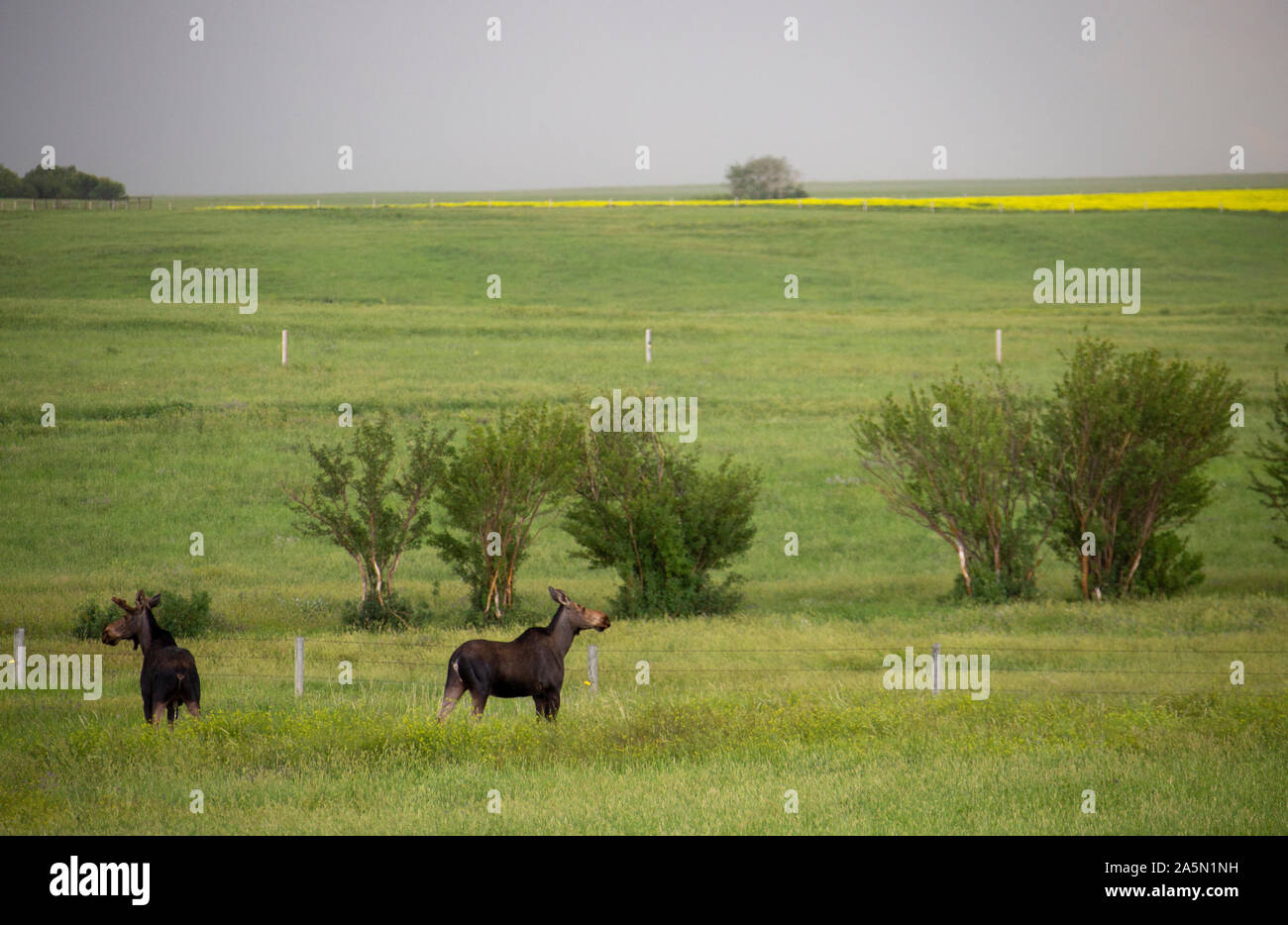 Moose yearling calf hi-res stock photography and images - Alamy