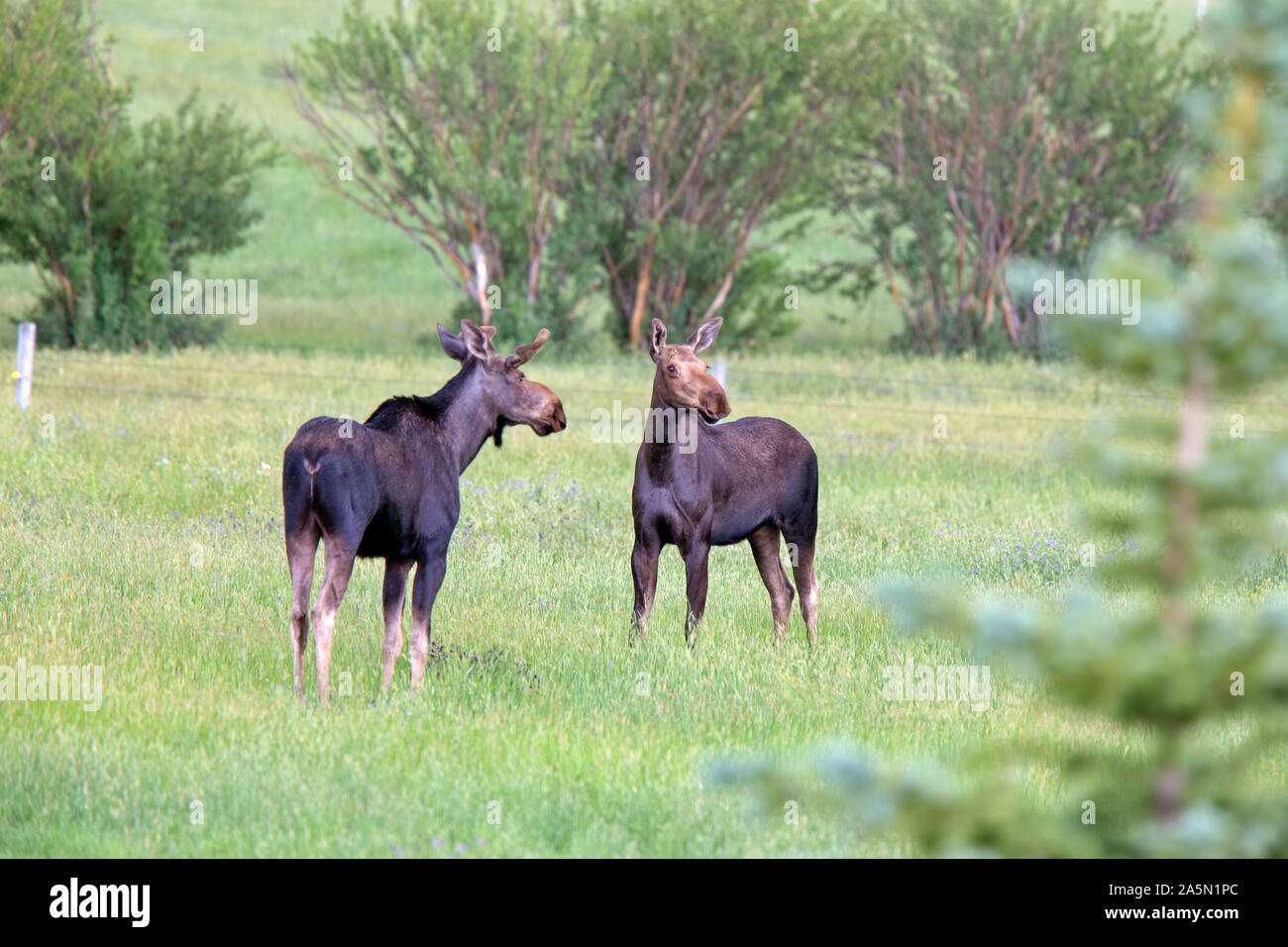 Yearling cow hi-res stock photography and images - Alamy