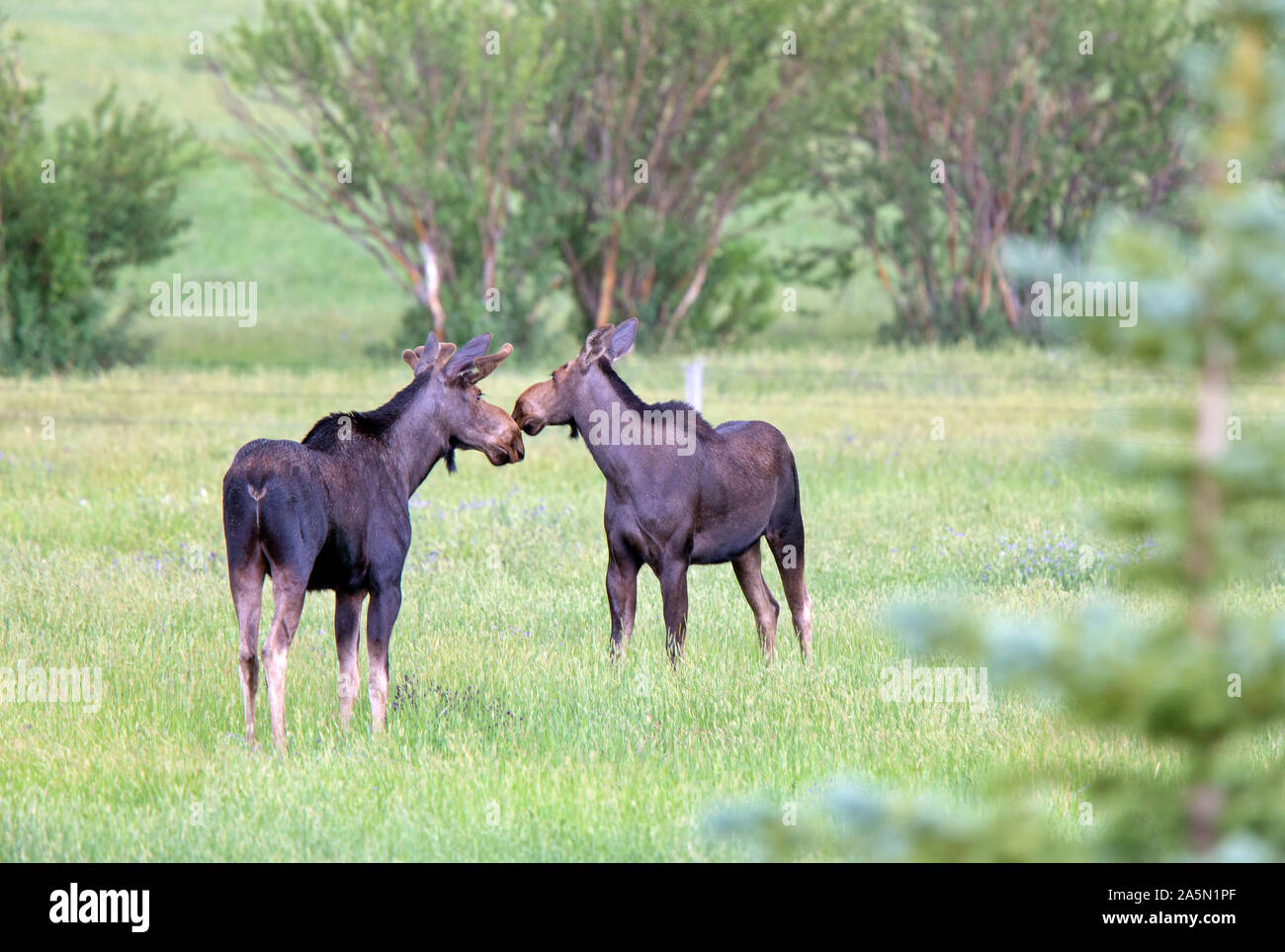 Moose yearling hi-res stock photography and images - Alamy