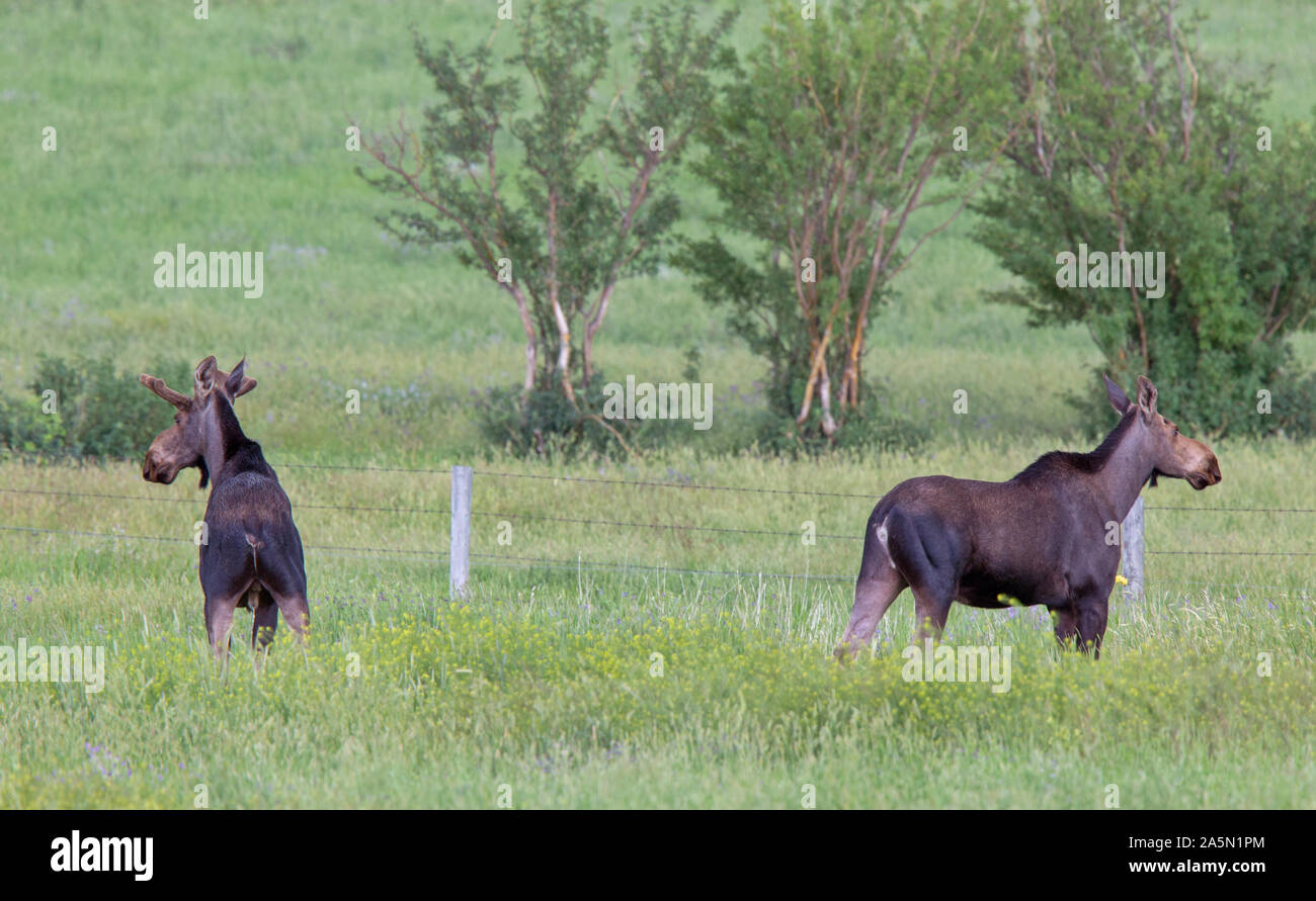 Moose yearling hi-res stock photography and images - Alamy