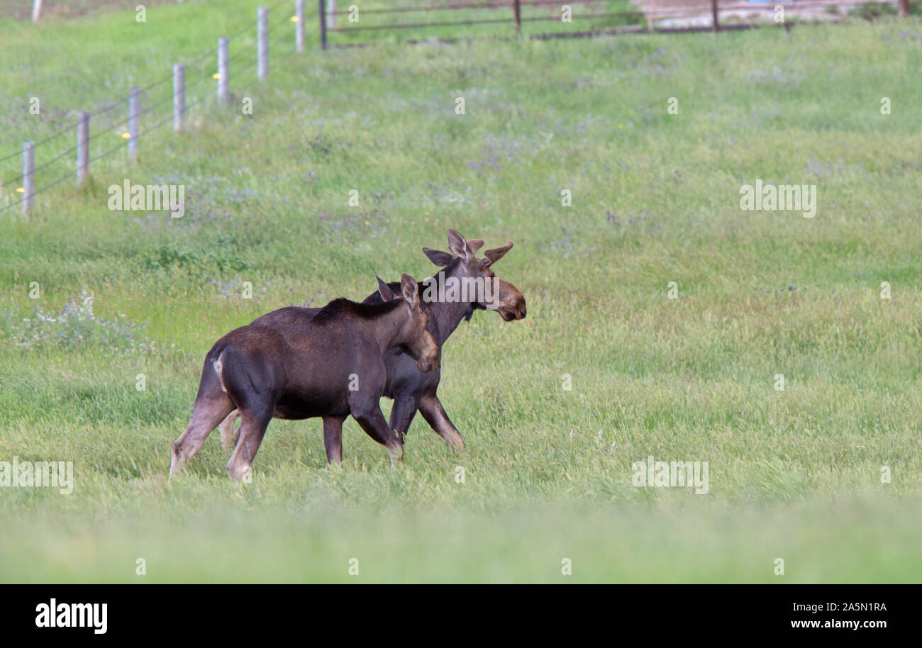 Moose yearling calf hi-res stock photography and images - Alamy