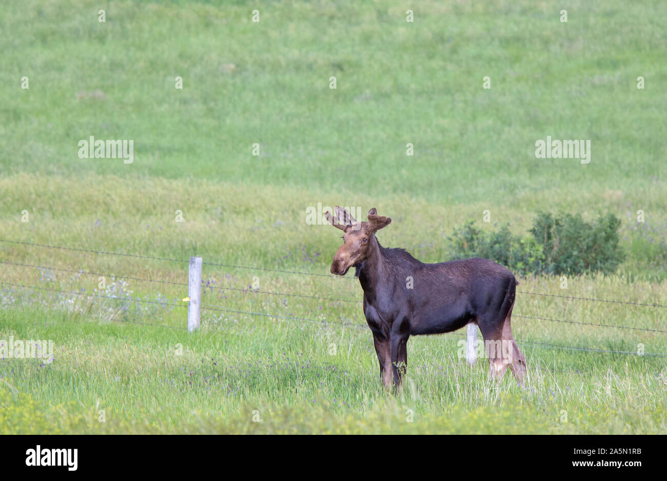 Moose yearling calf hi-res stock photography and images - Alamy