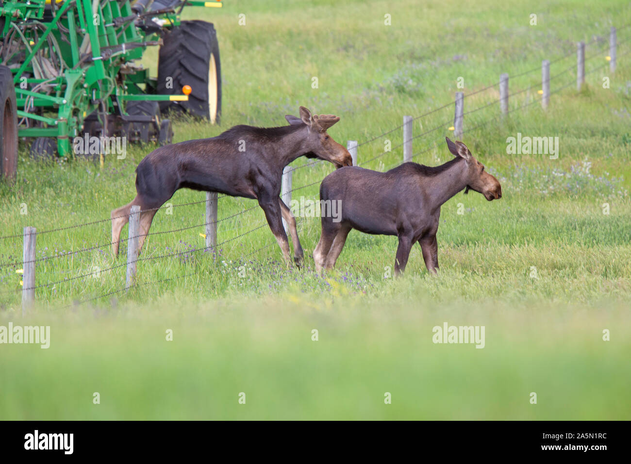 Moose yearling calf hi-res stock photography and images - Alamy