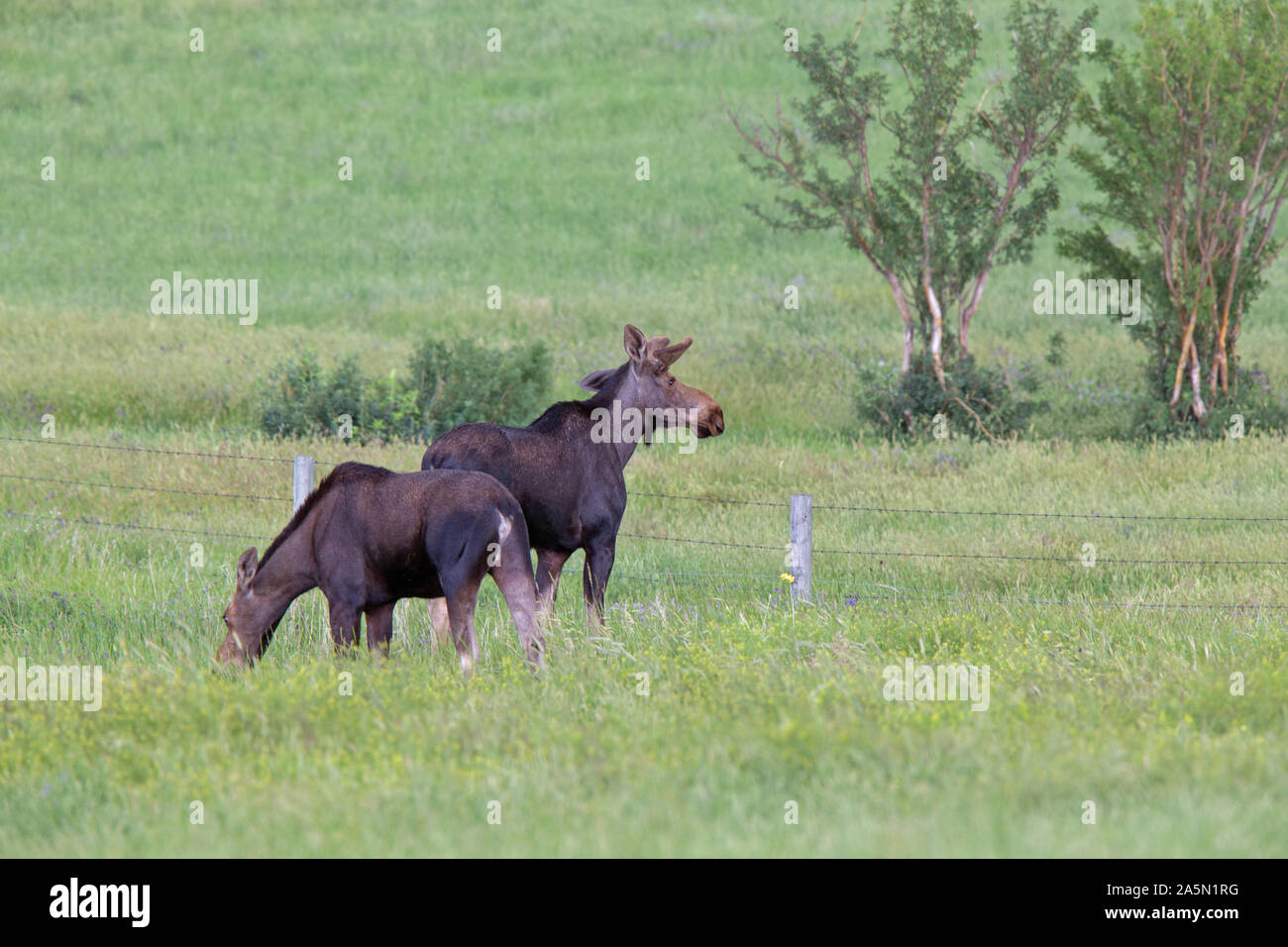 Prairie Moose Canada Alberta cow and calf yearling Stock Photo - Alamy