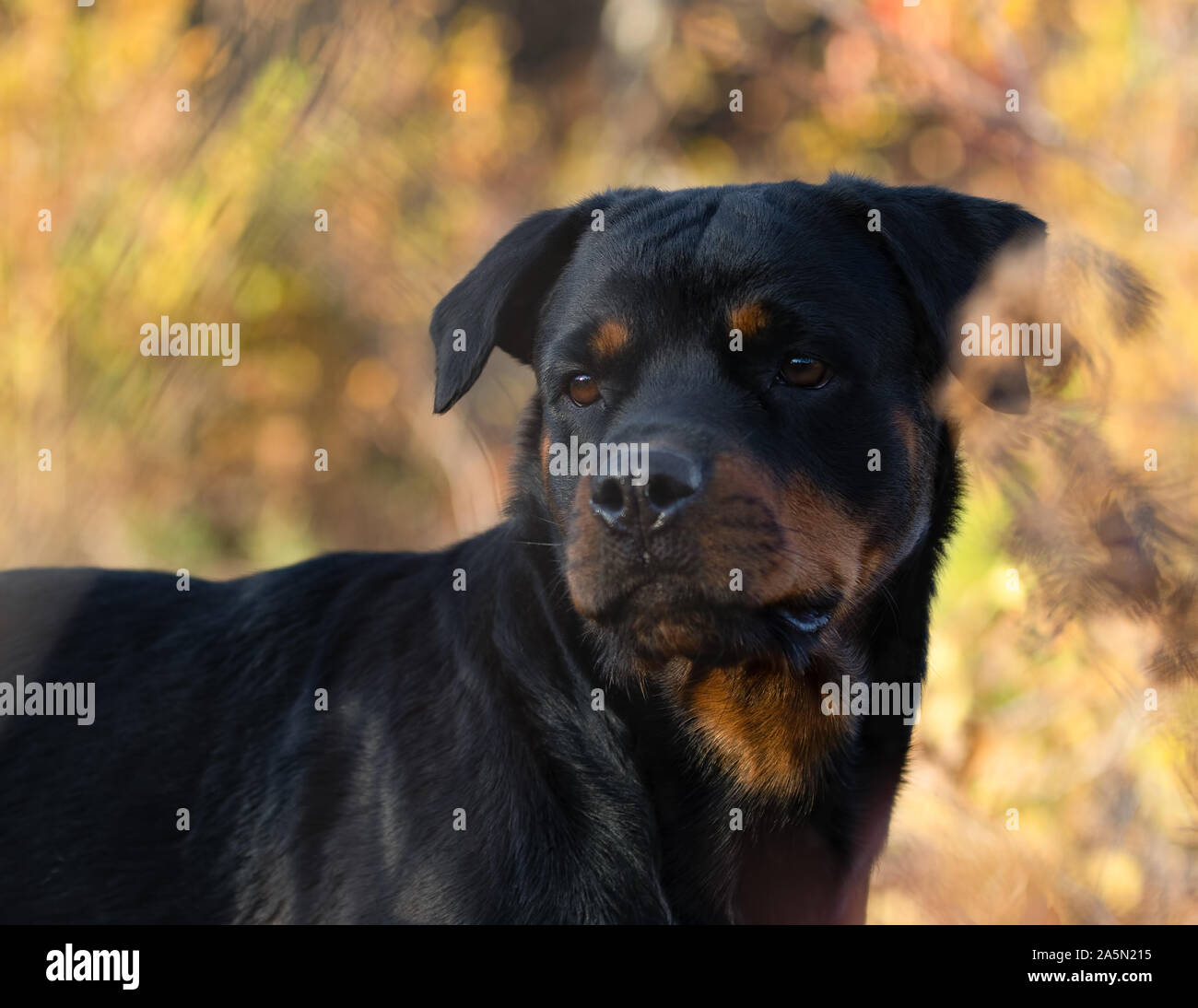 Rottweiler Close Up Face Autumn Cute Stock Photo - Alamy