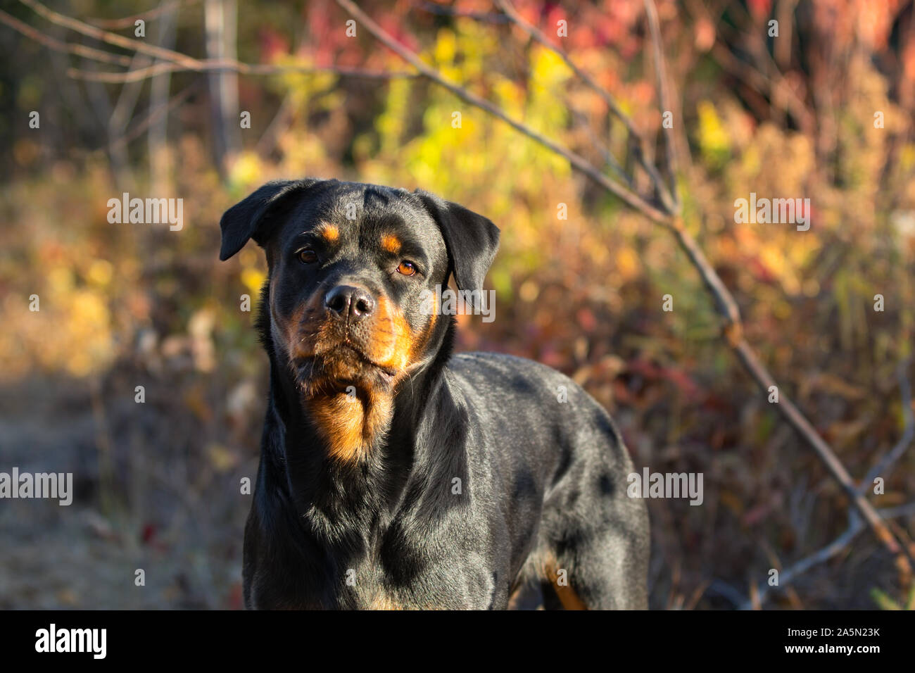 Rottweiler Fall Autumn Sunset Face Close Stock Photo - Alamy