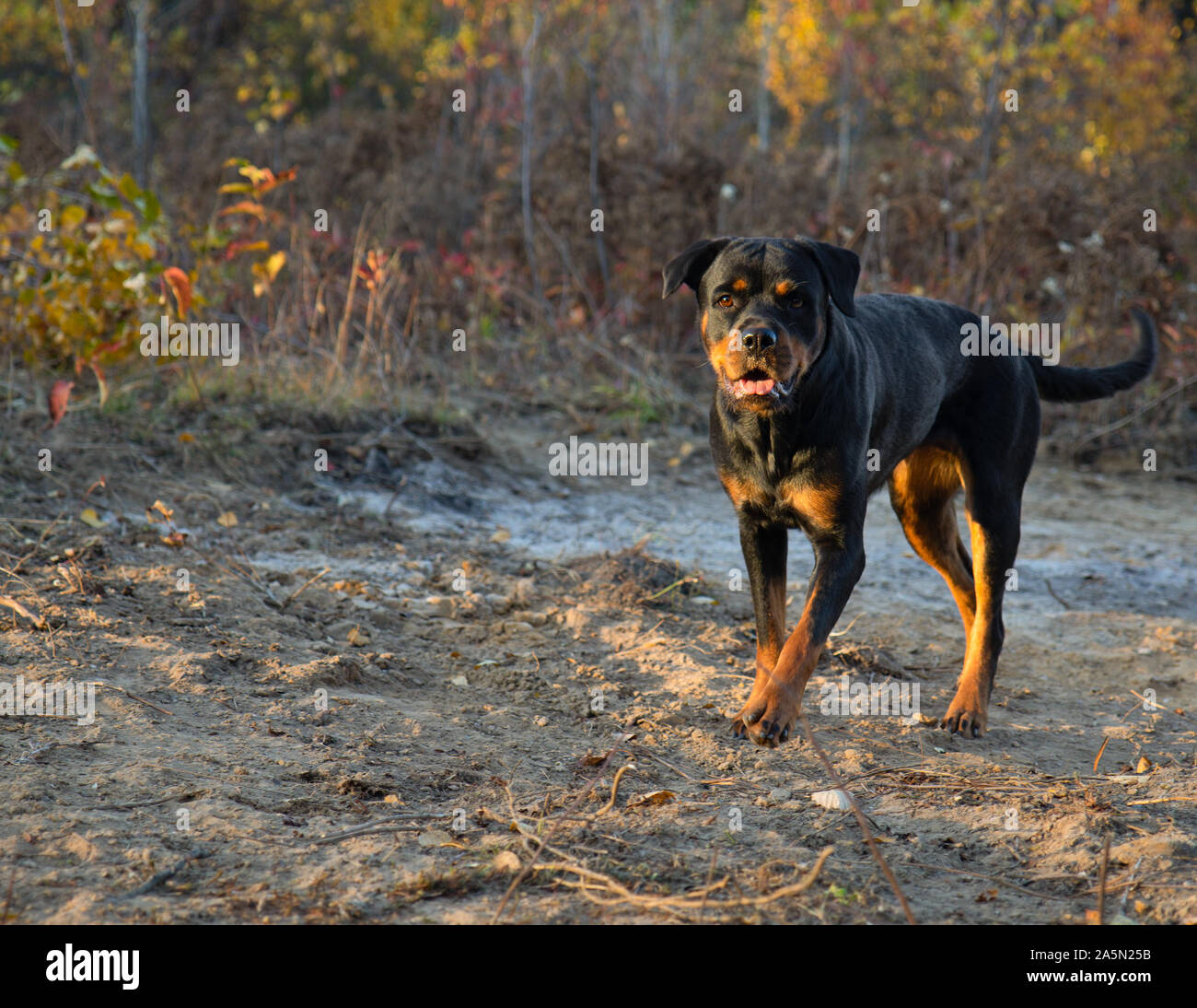 Rottweiler Walk Autumn Fall Sunset Dog Stock Photo - Alamy