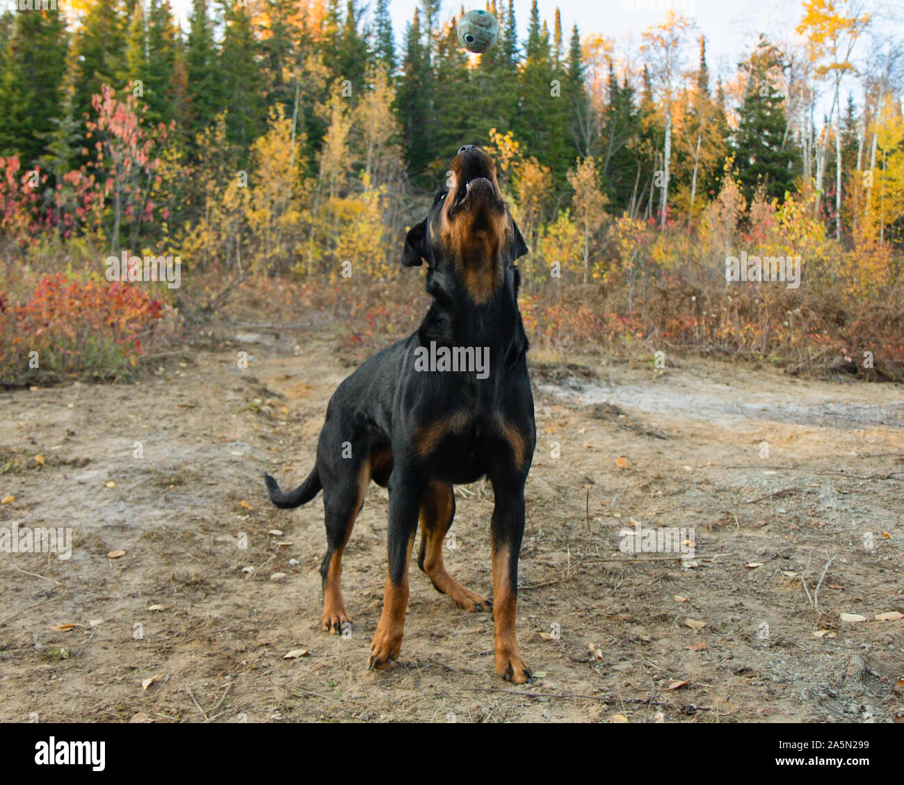 Rottweiler Autumn Fall Ball Catch Air Stock Photo - Alamy