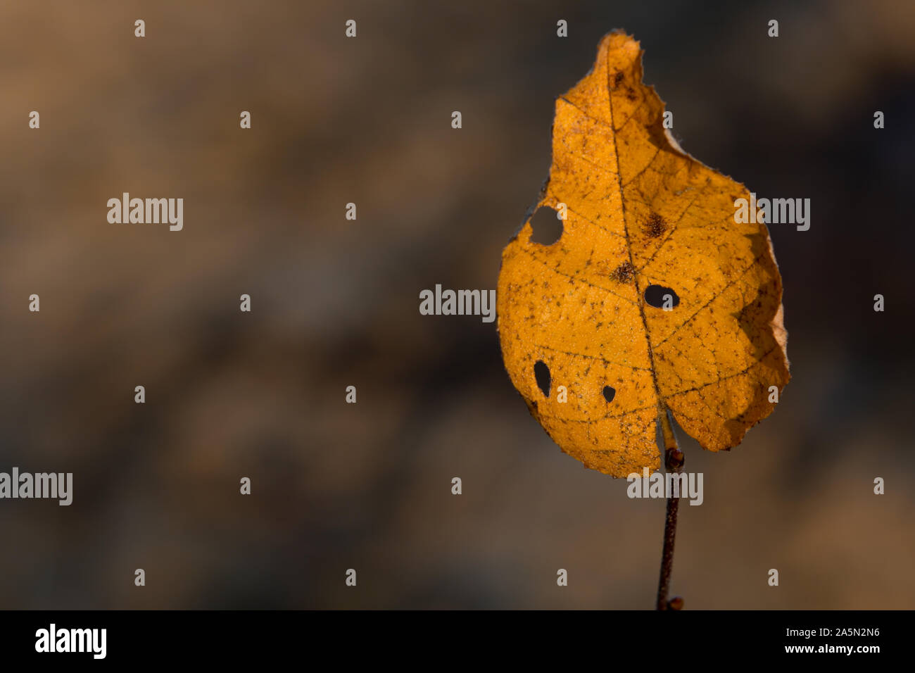 Maple leaf with holes hi-res stock photography and images - Alamy