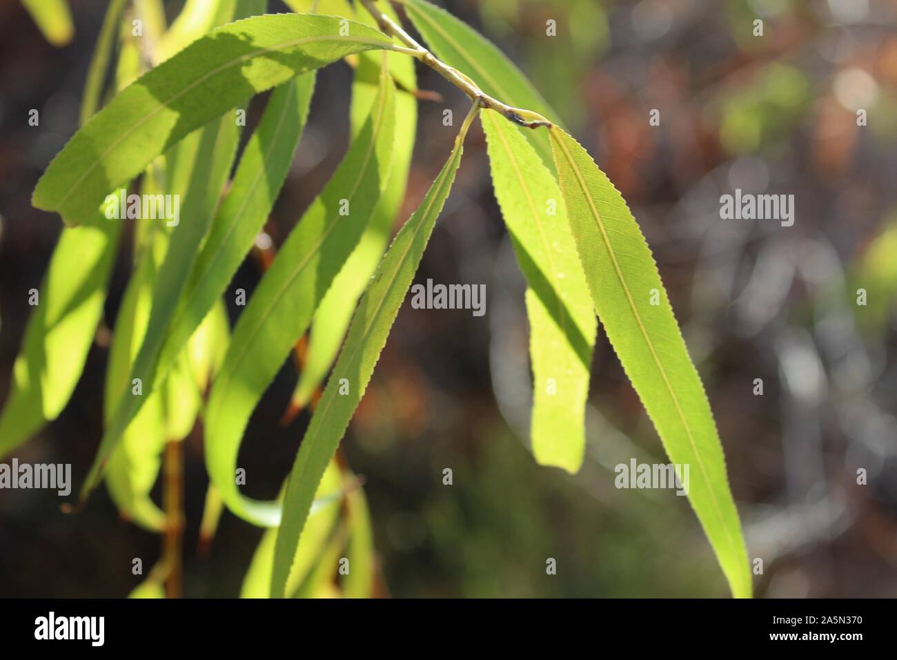 Commonly as Gooddings Willow, taxonomically under Salix Gooddingii, is ...
