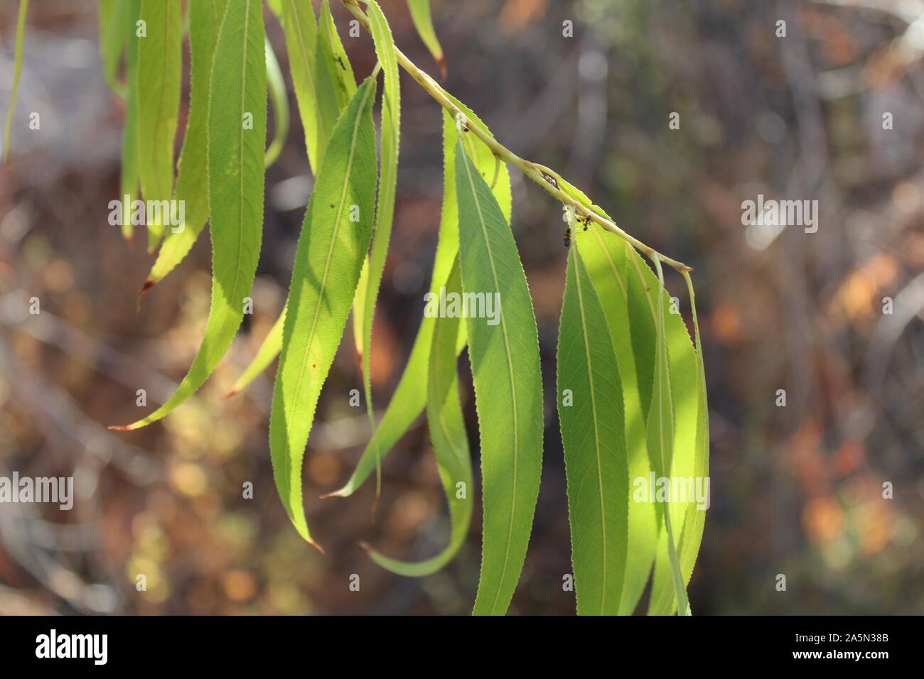 Commonly as Gooddings Willow, taxonomically under Salix Gooddingii, is ...