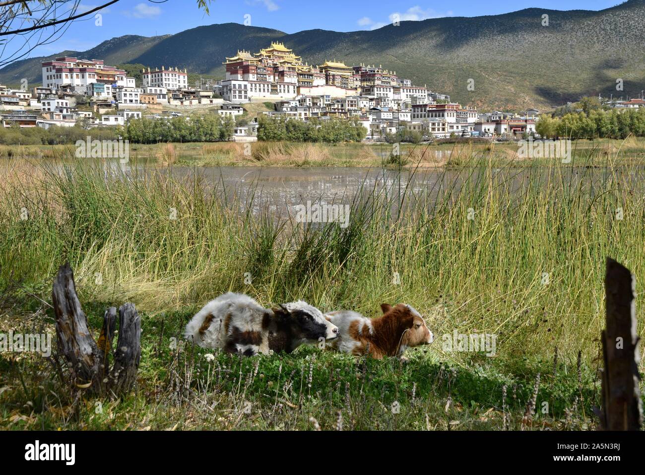 Grazing cows in front of Songzanlin Monastery, the largest Tibetan ...