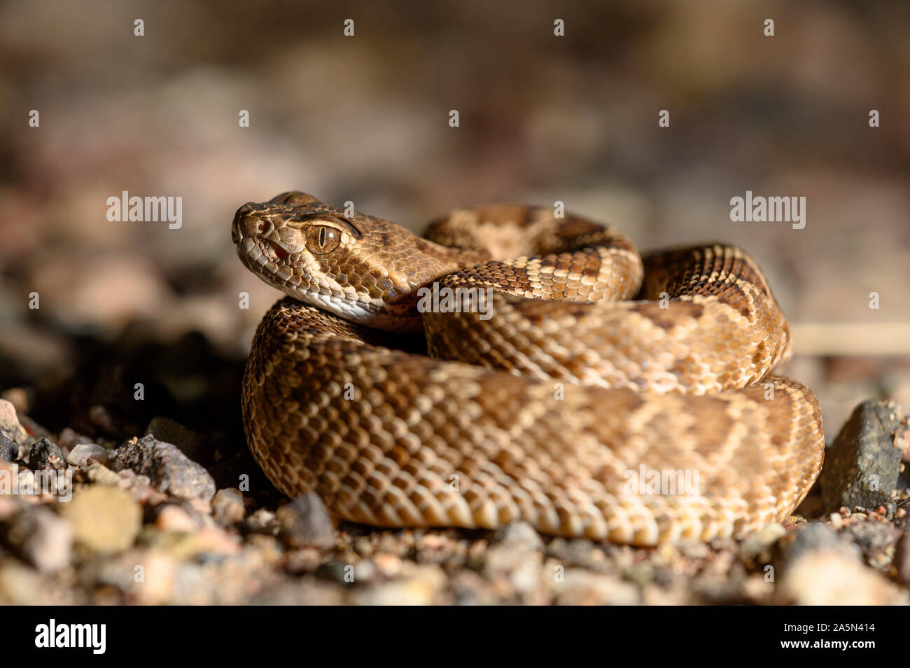 Neonate Mojave rattlesnake, (Crotalus scutulatus scutulatus), Cochise ...