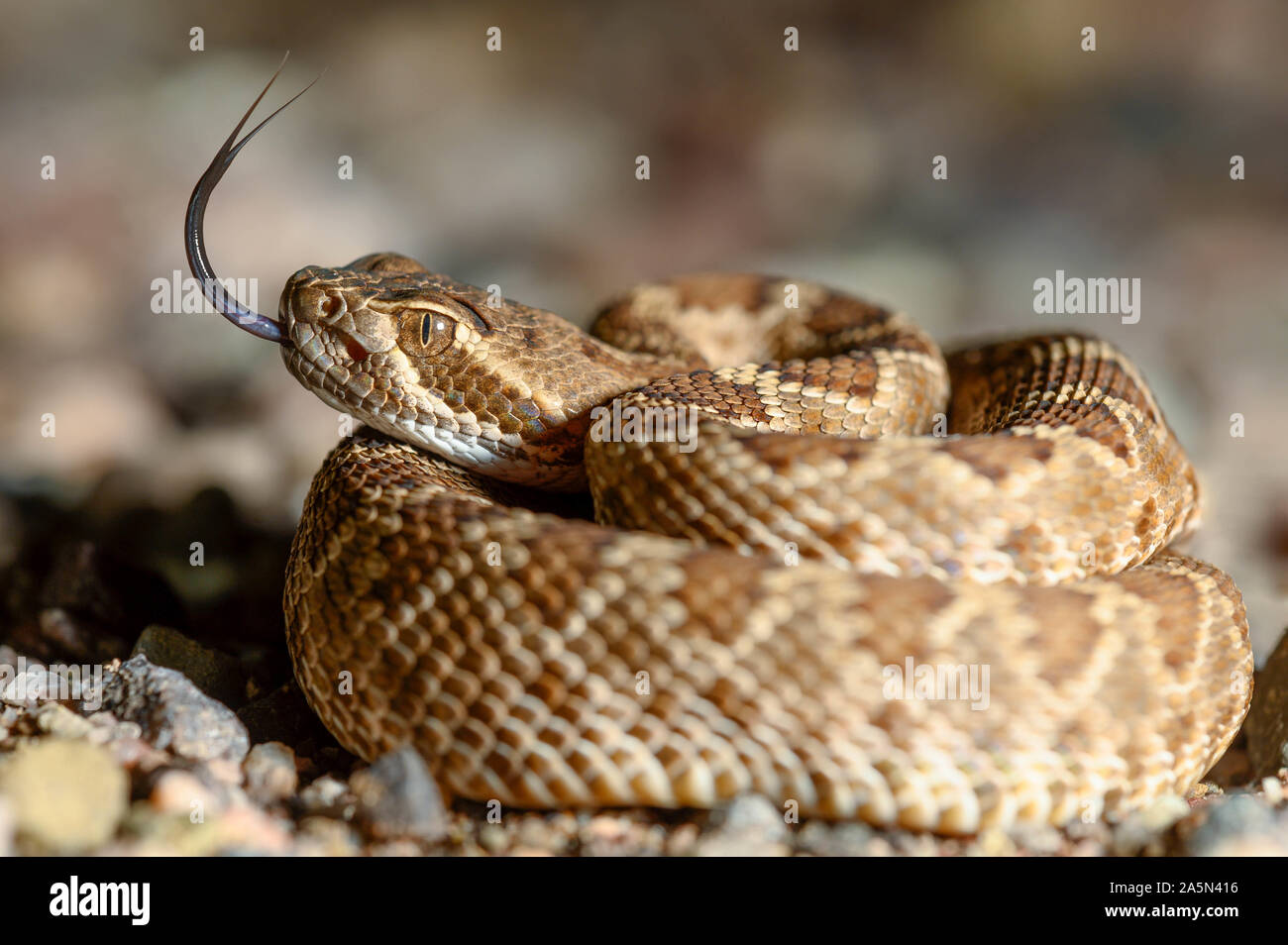 Mojave rattlesnake hi-res stock photography and images - Alamy