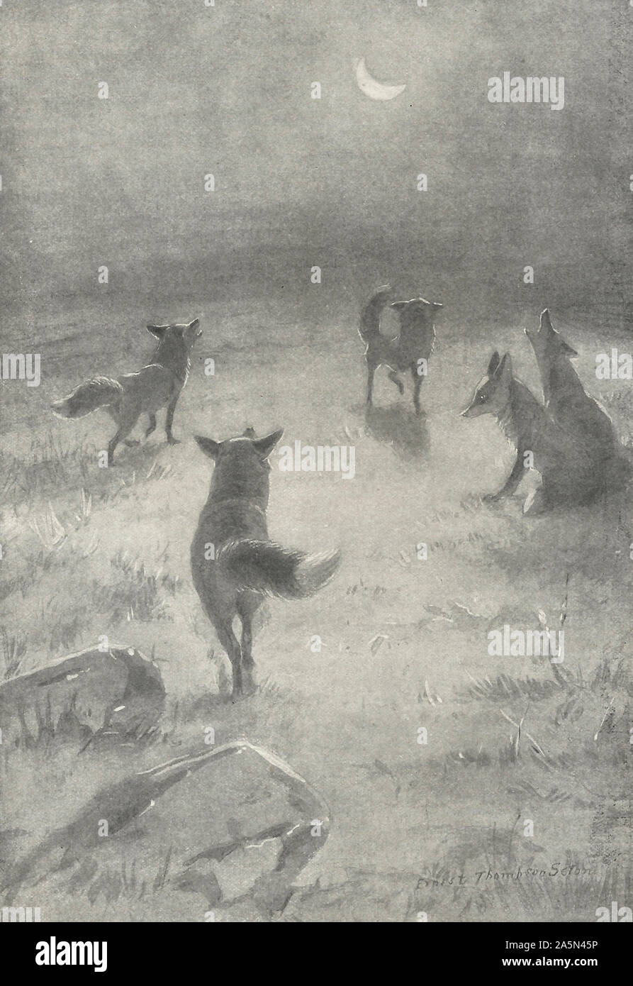 Howling hi-res stock photography and images - Alamy